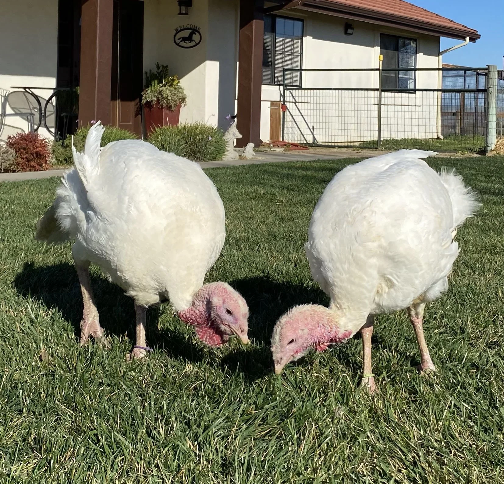 Gallery 1 — Loving Farm Animal Sanctuary