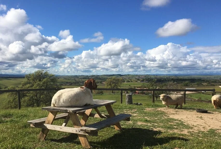 Loving Farm Animal Sanctuary