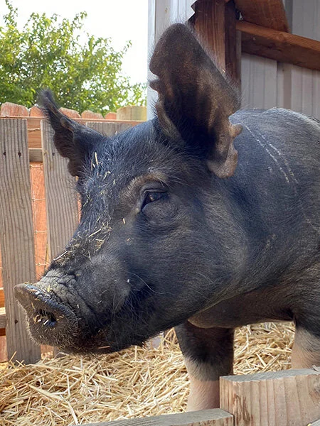 Gallery 1 — Loving Farm Animal Sanctuary