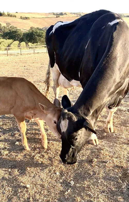 Gallery 1 — Loving Farm Animal Sanctuary