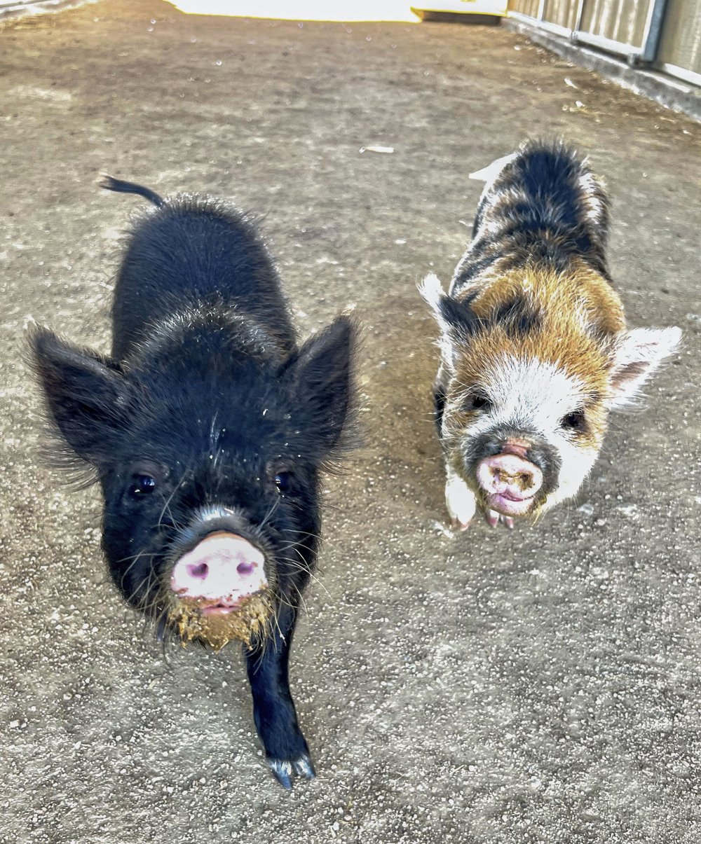 Gallery 1 — Loving Farm Animal Sanctuary