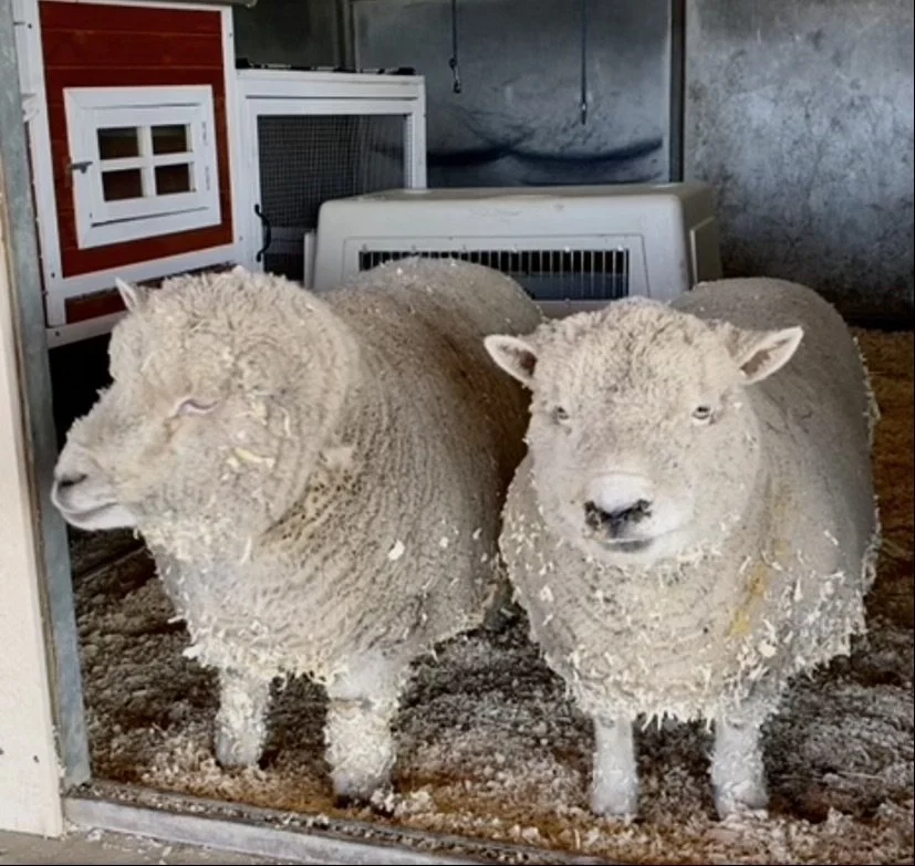 Gallery 1 — Loving Farm Animal Sanctuary