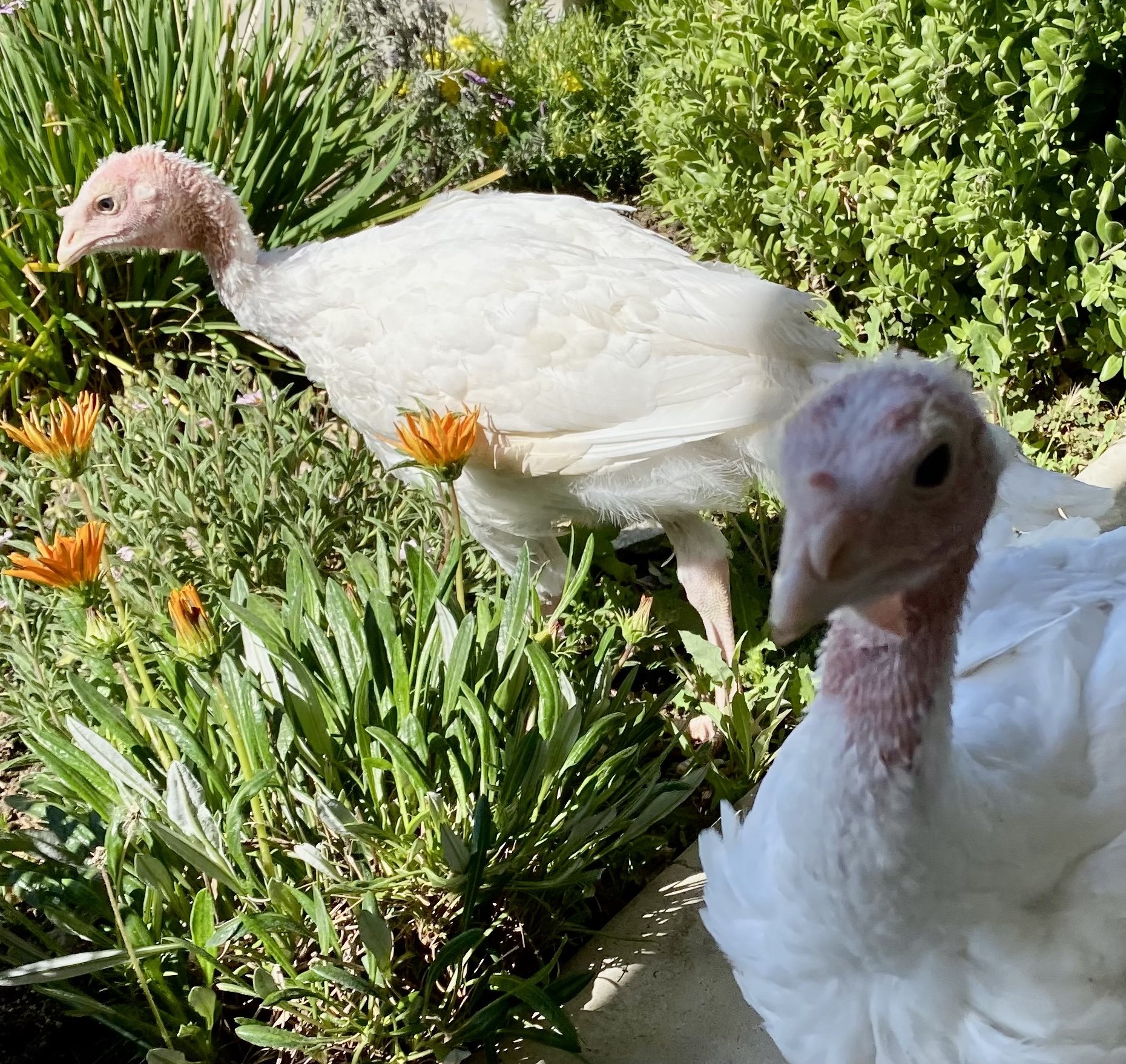 Gallery 1 — Loving Farm Animal Sanctuary