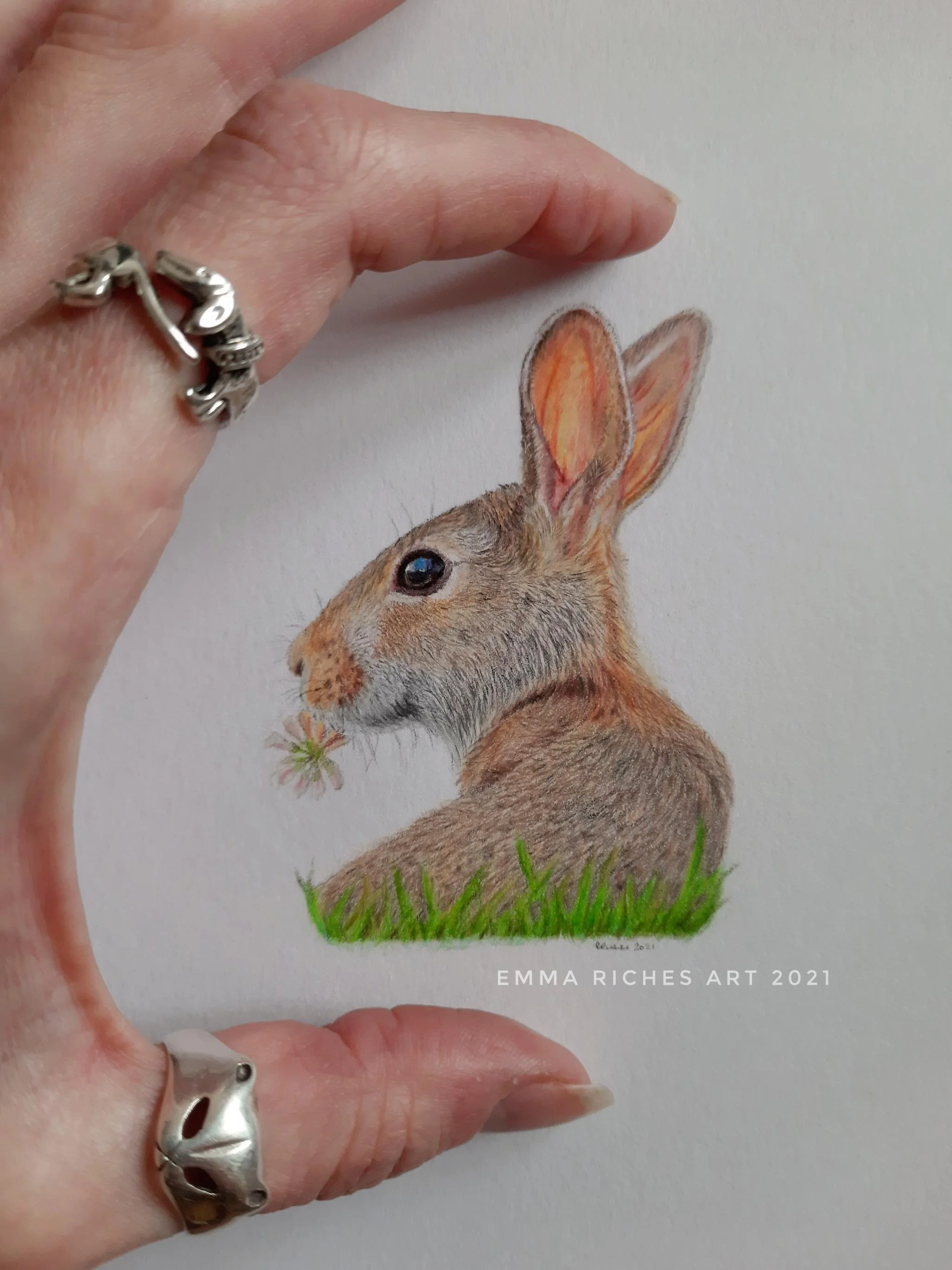 Members Biographies — Association Of Animal Artists