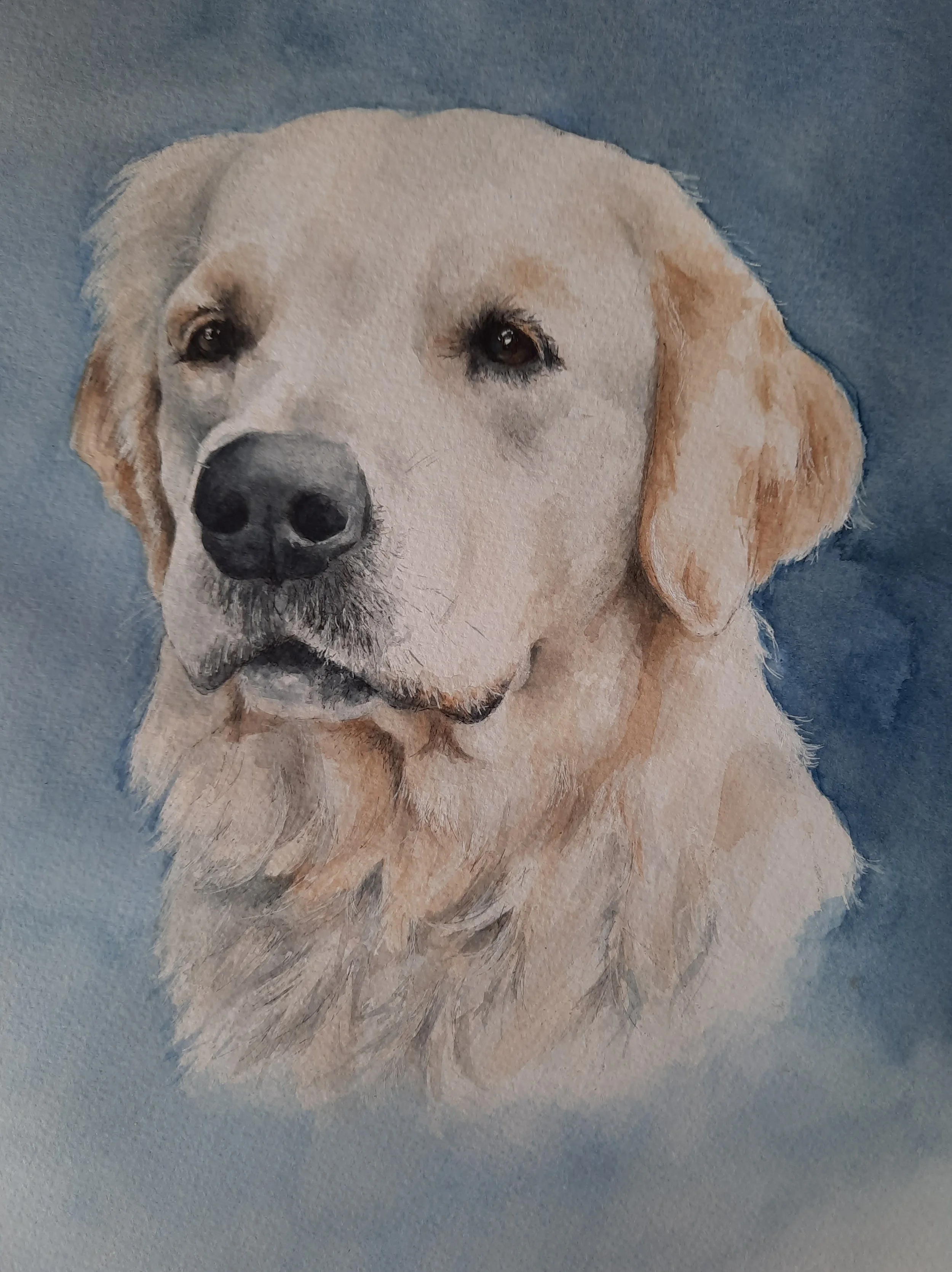 Biography Clare Gaunt — Association Of Animal Artists