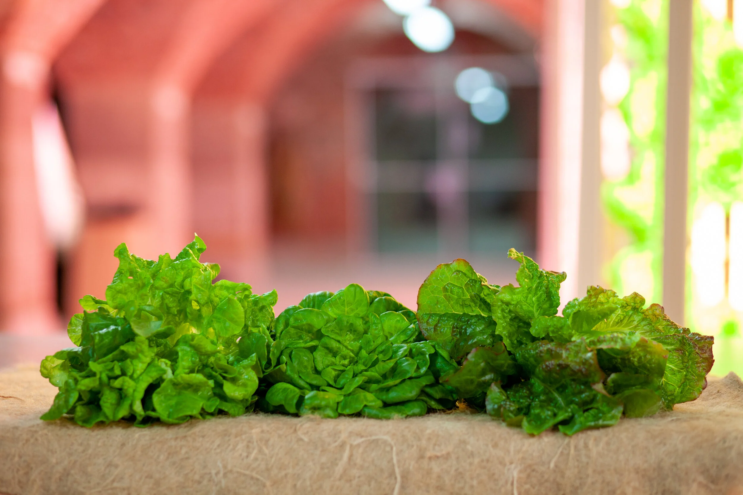 Shop — Greens For Good