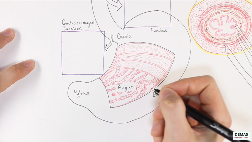 Illustrations of Histology Lesson 7 — PathElective
