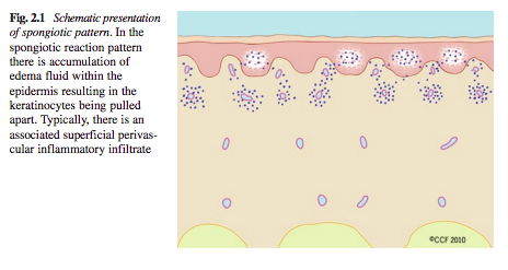 Dermatopathology Lesson 1 — PathElective