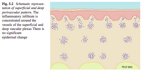 Dermatopathology Lesson 1 — PathElective