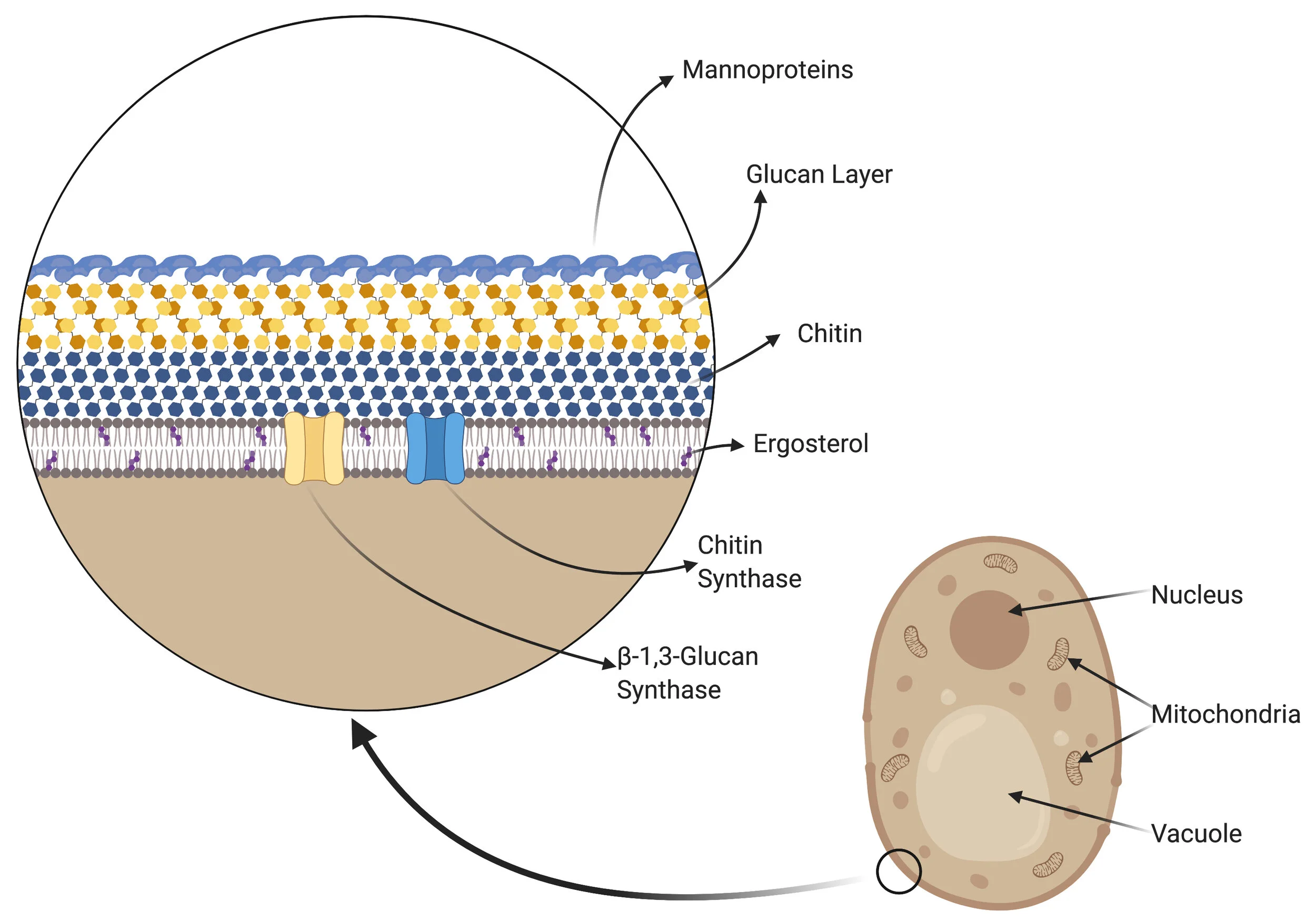 The Fungal Cell Wall PathElective The Fungal Cell Wall PathElective