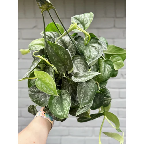 Houseplants — Stayin' Alive Succulents