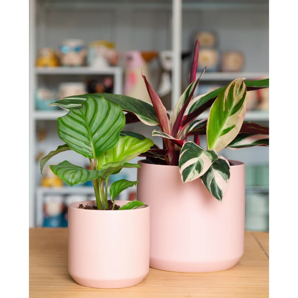 Tegan Collection - Iridescent Rainbow Pots — Stayin' Alive Succulents