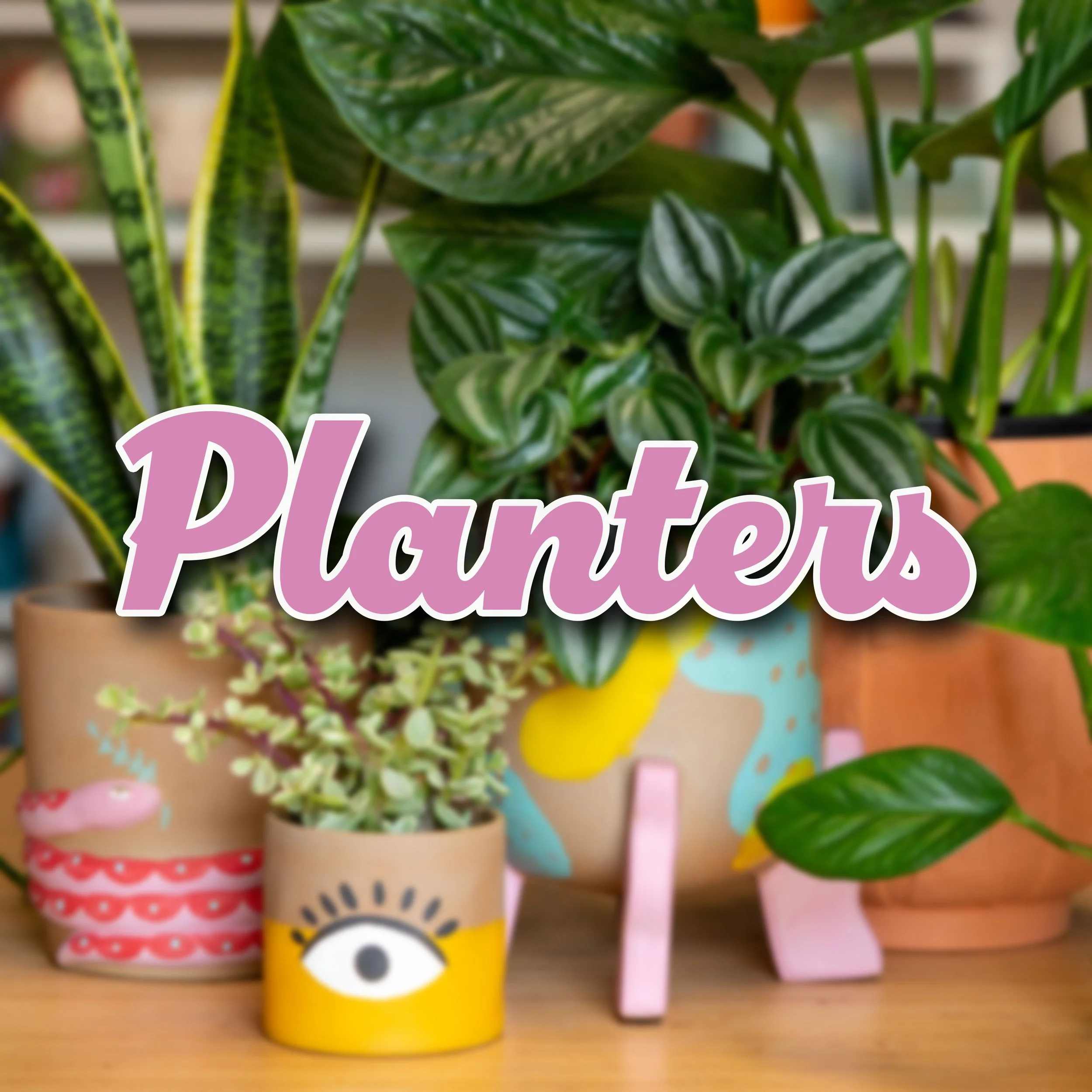 Stayin' Alive Succulents