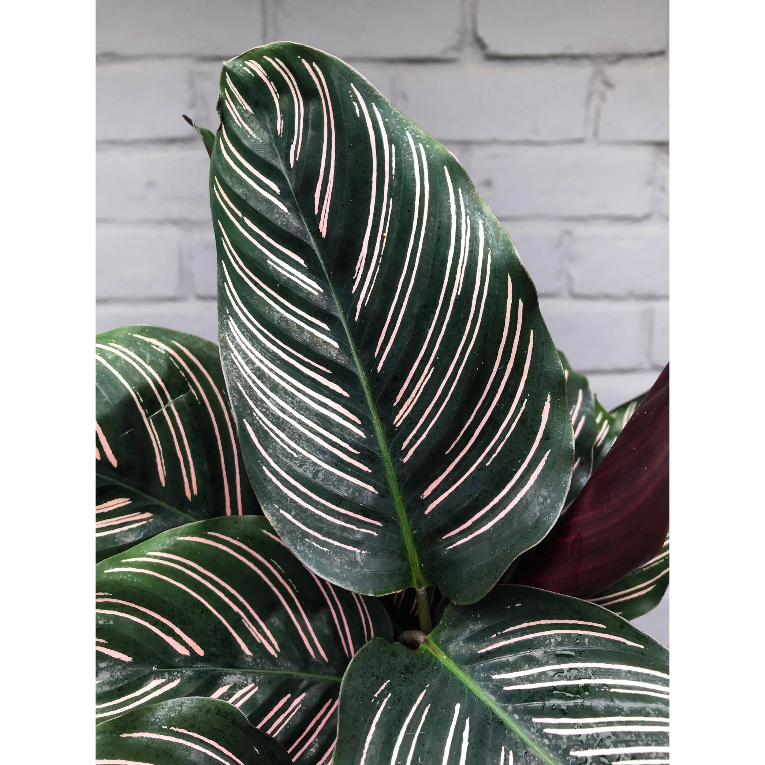 Aglaonema Hybrid 'Saprkling Sara' 4" — Stayin' Alive Succulents