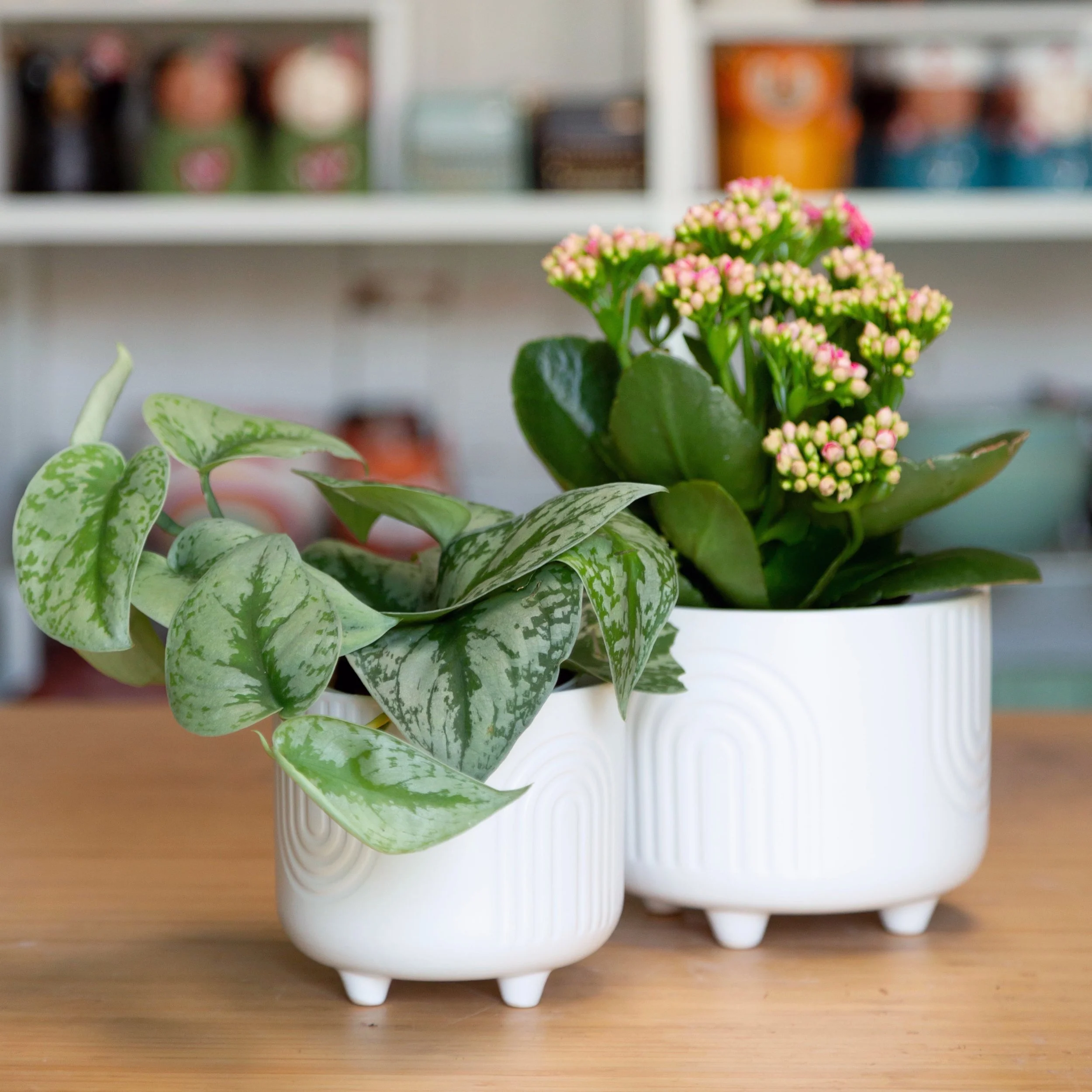 Nurse planters in 3 different hair colors/skin tones — Stayin' Alive ...