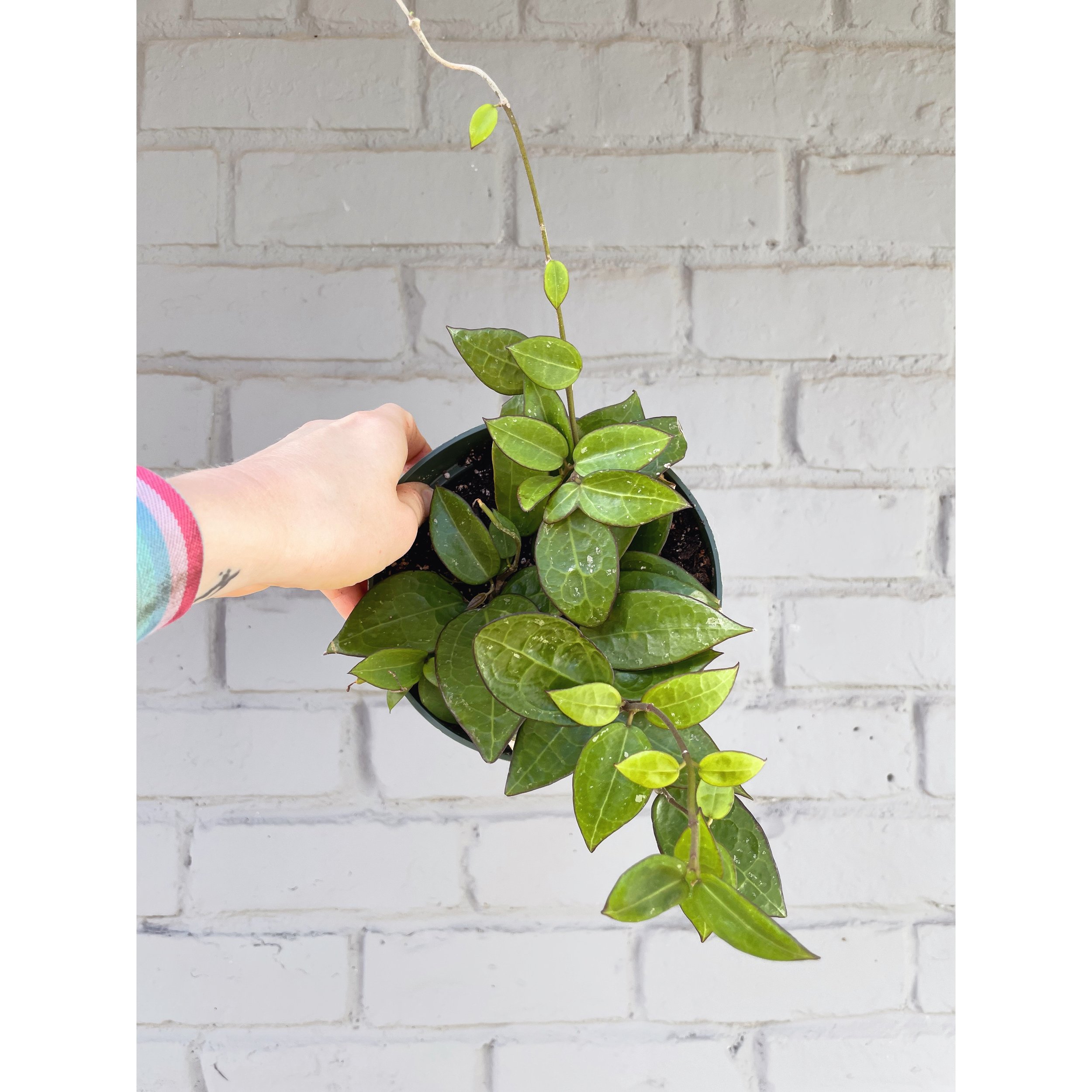 House Plants — Stayin' Alive Succulents