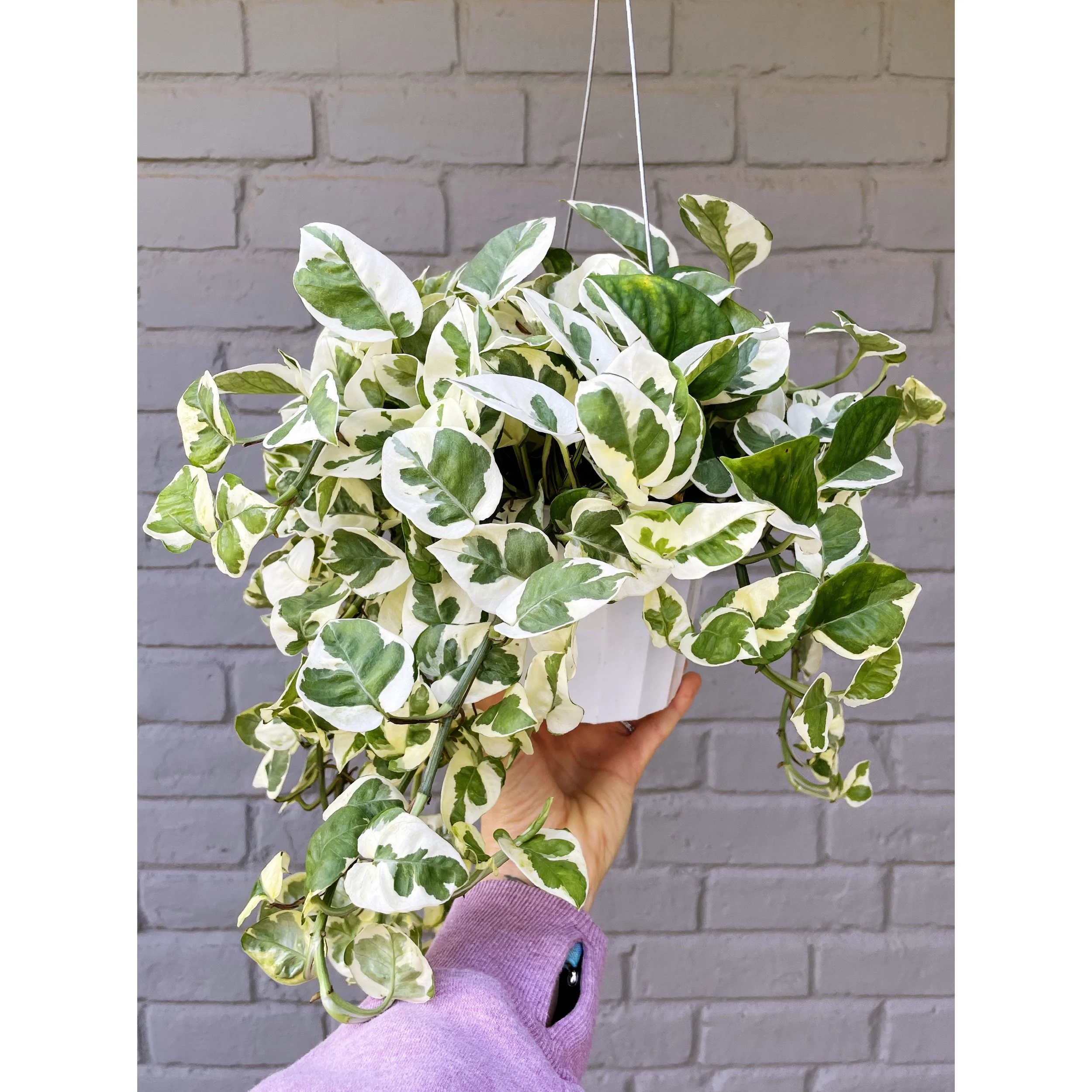 Pothos N'Joy 4" — Stayin' Alive Succulents