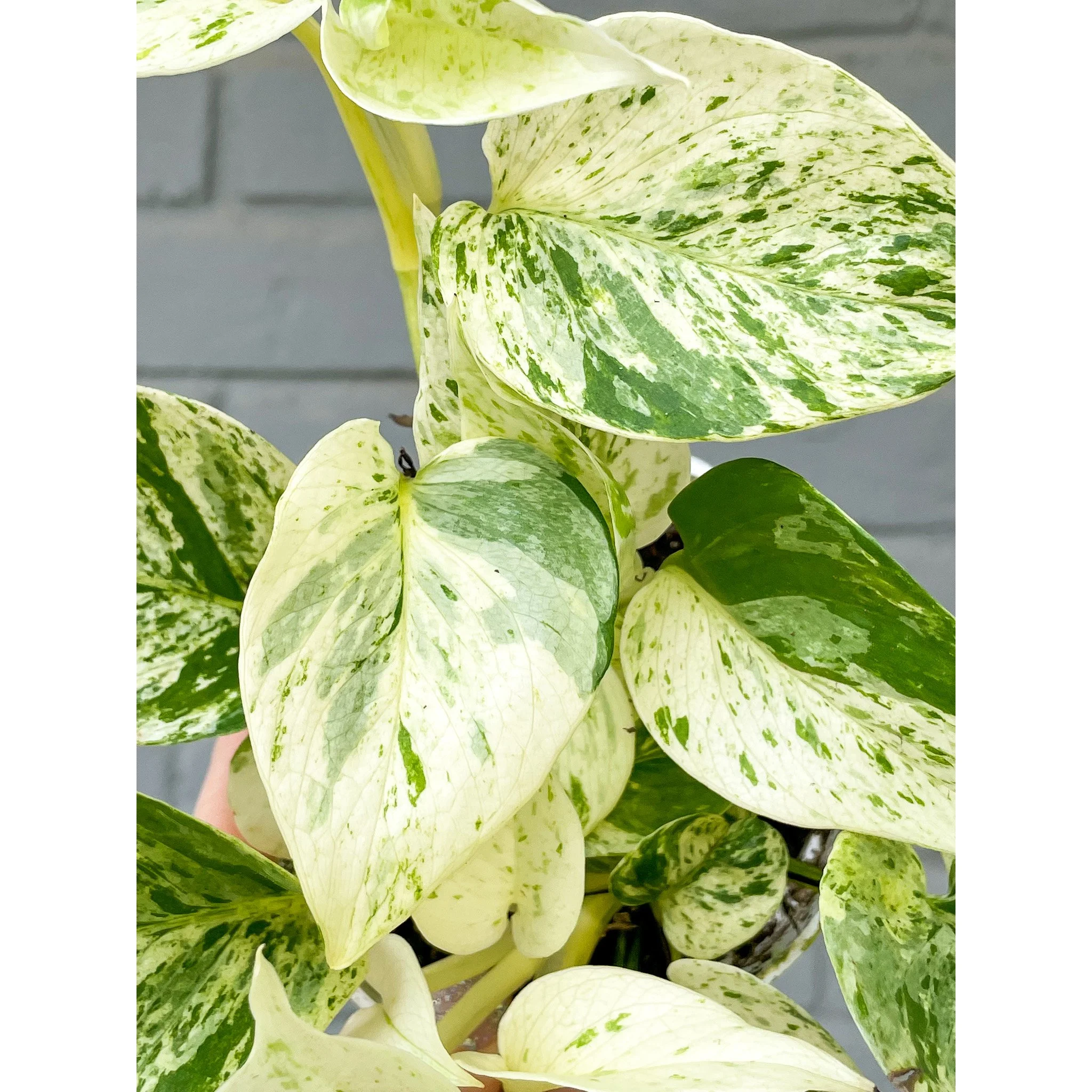 Houseplants — Stayin' Alive Succulents