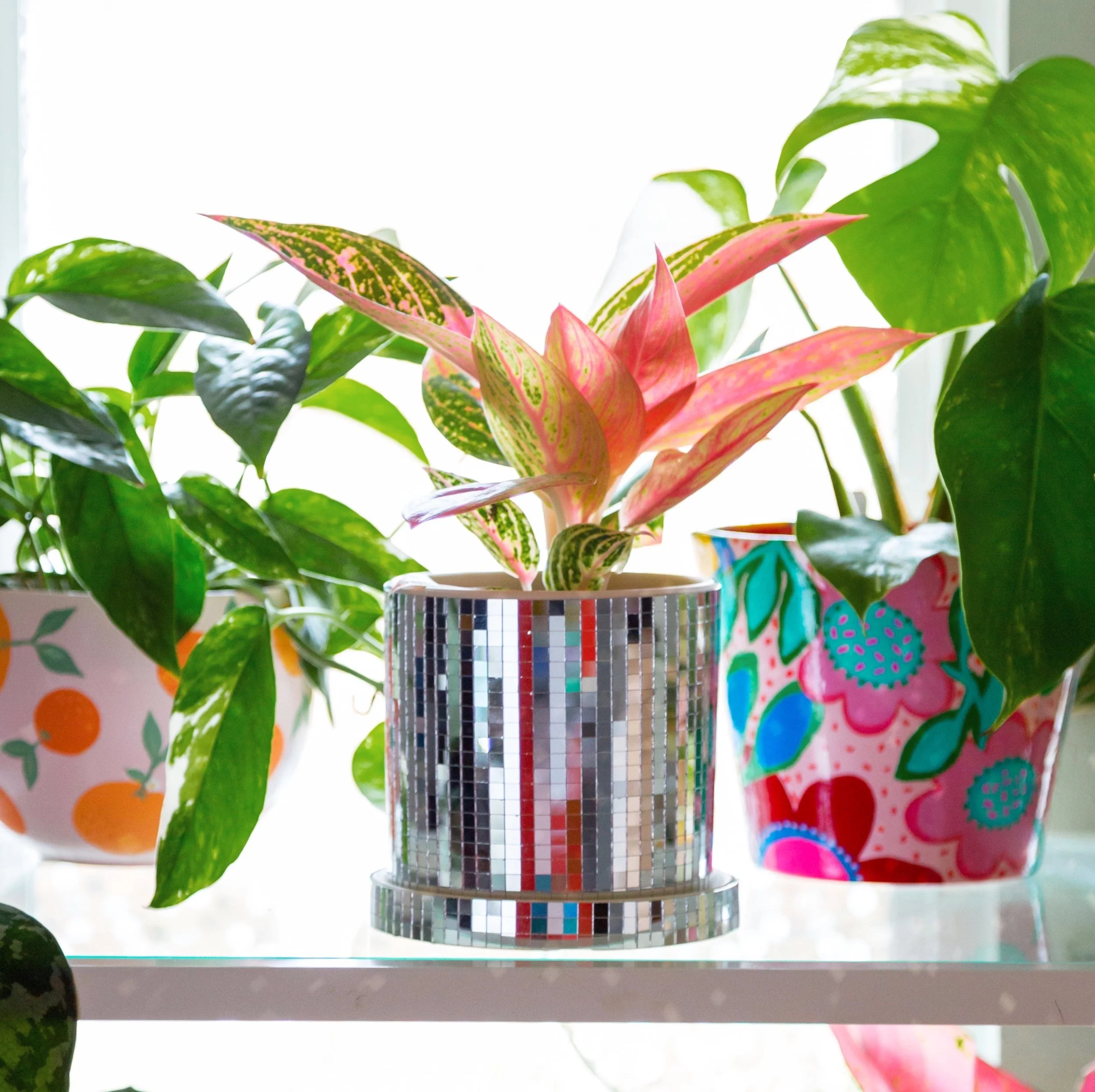 Tegan Collection - Iridescent Rainbow Pots — Stayin' Alive Succulents