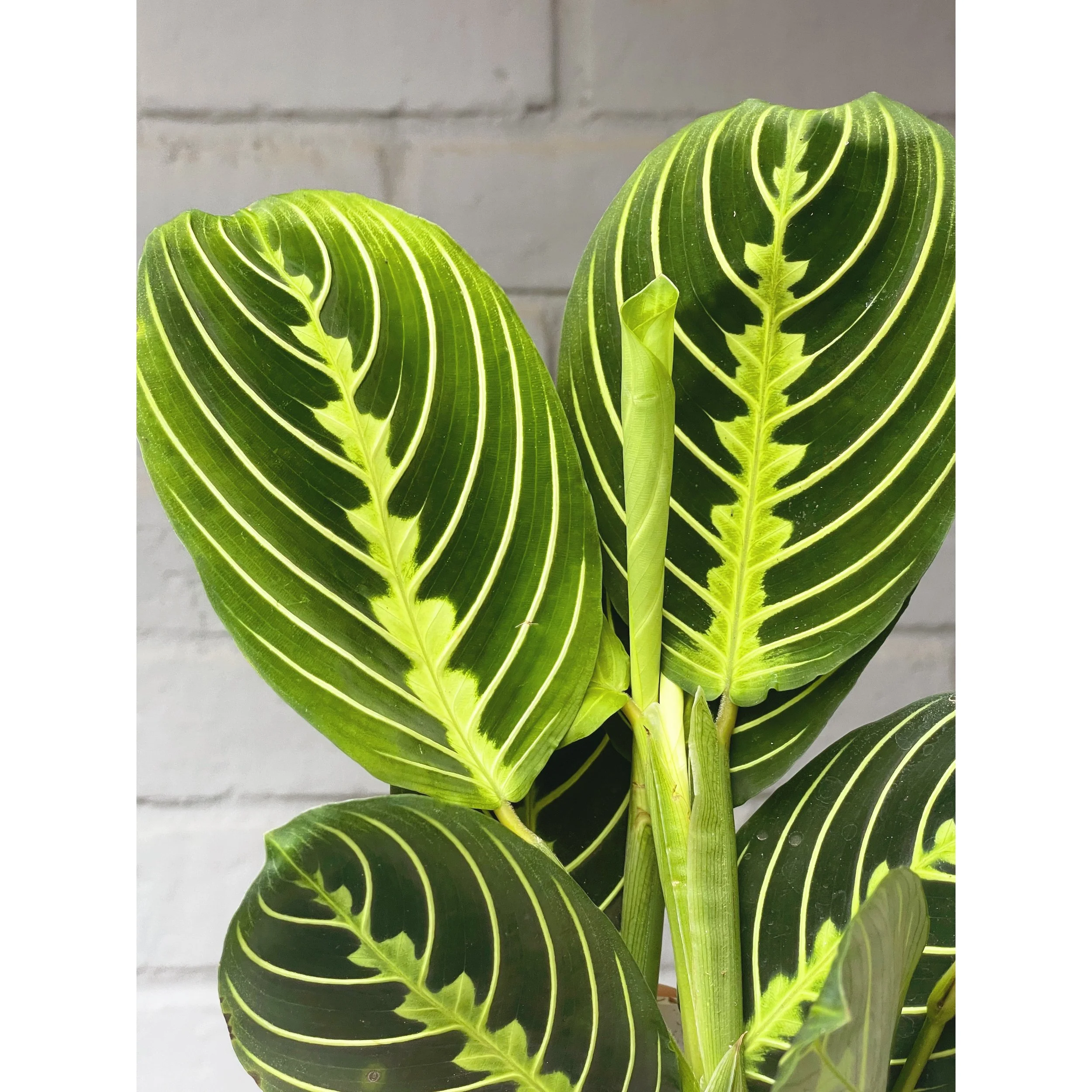 Houseplants — Stayin' Alive Succulents