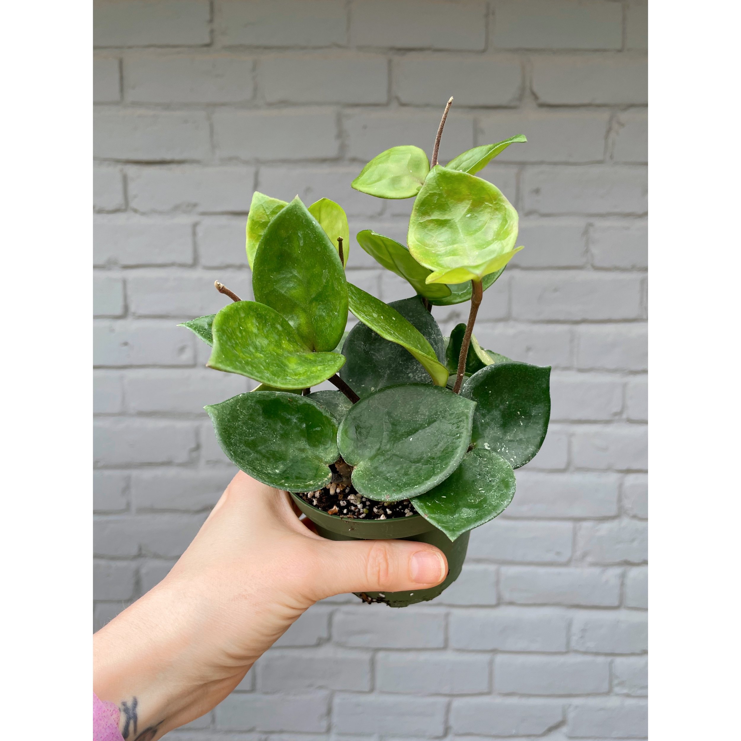 Aeschynanthus Bolero 'Bicolor Lipstick Plant' 4: — Stayin' Alive Succulents