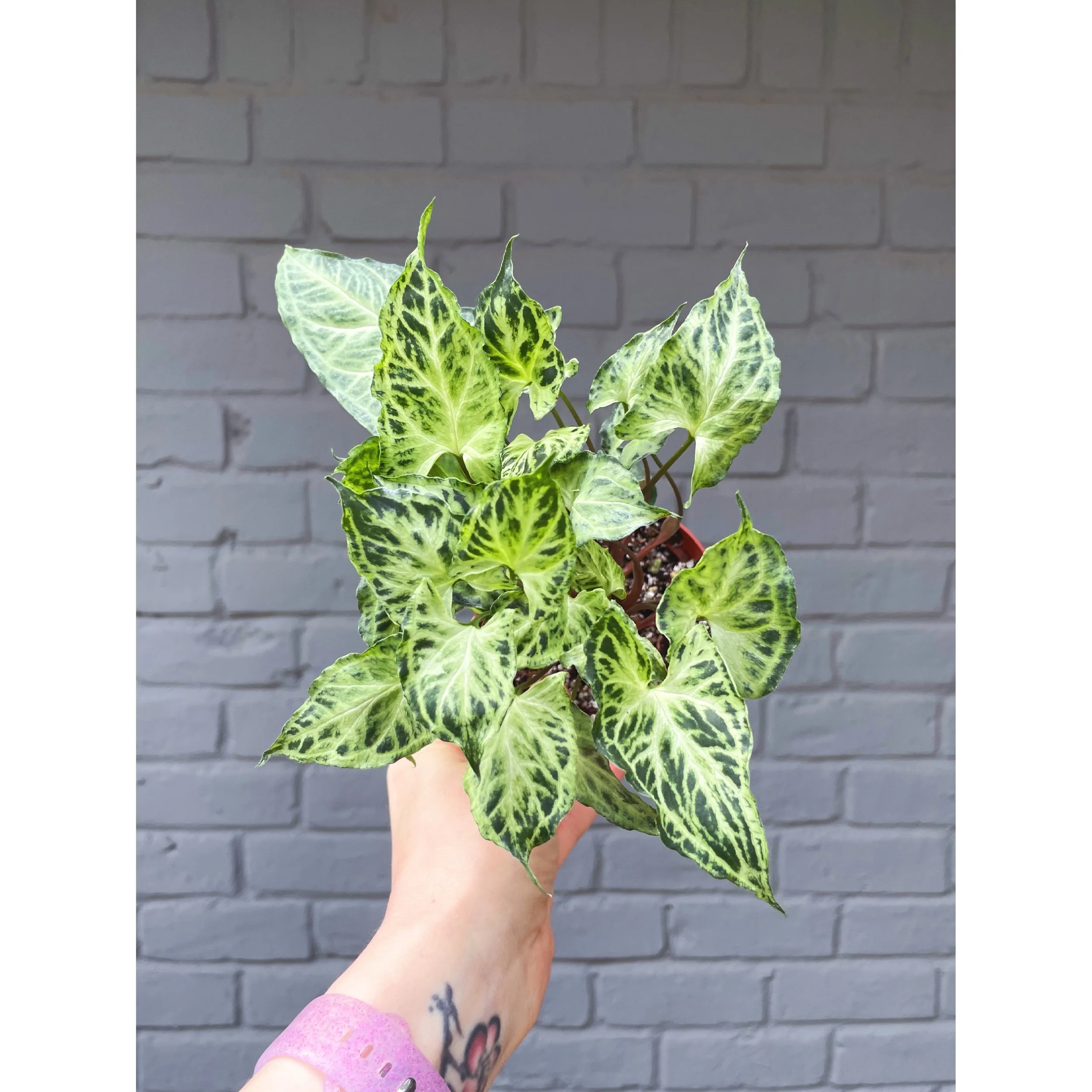 Syngonium Podophyllum Batik 4" — Stayin' Alive Succulents