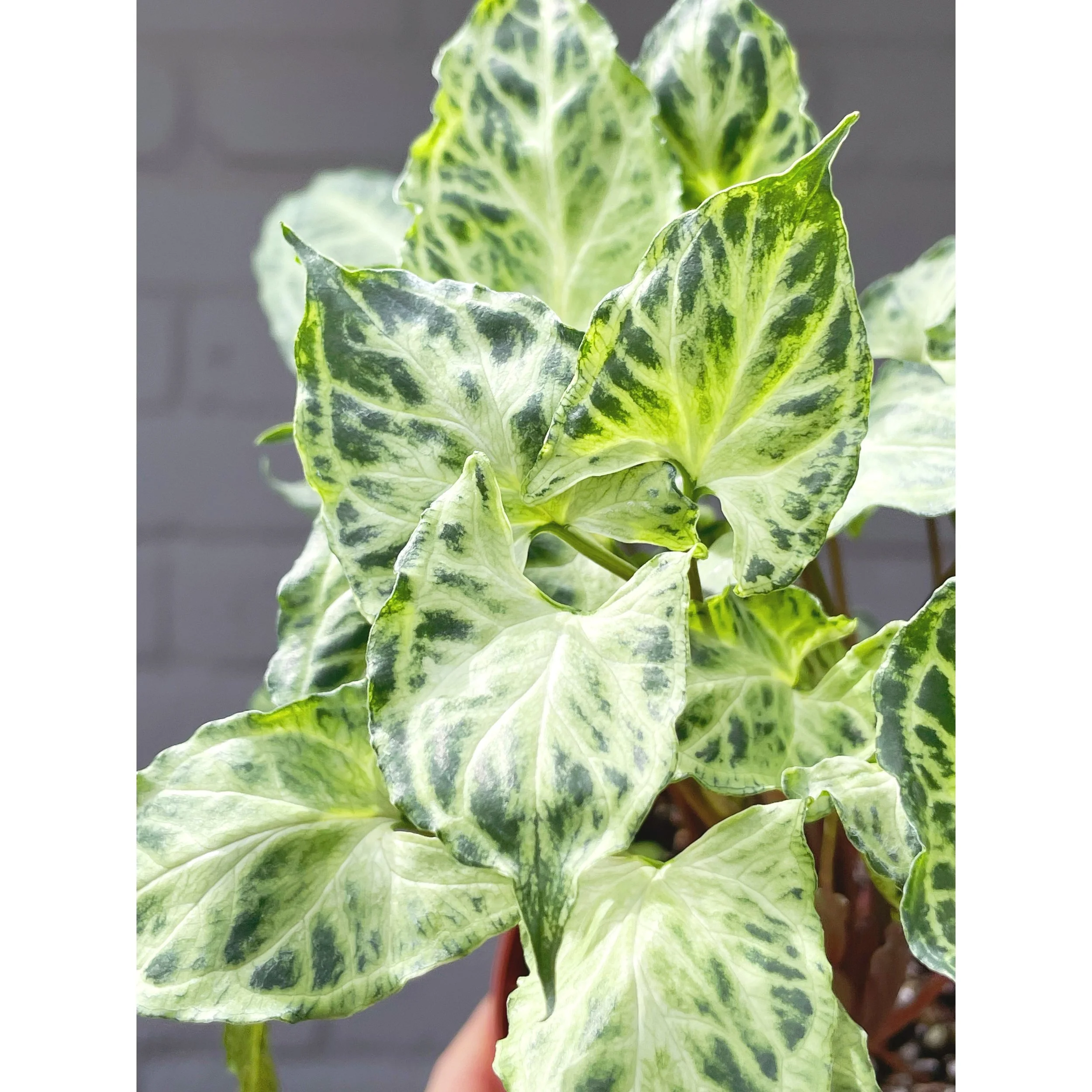 Syngonium Podophyllum Batik 4" — Stayin' Alive Succulents