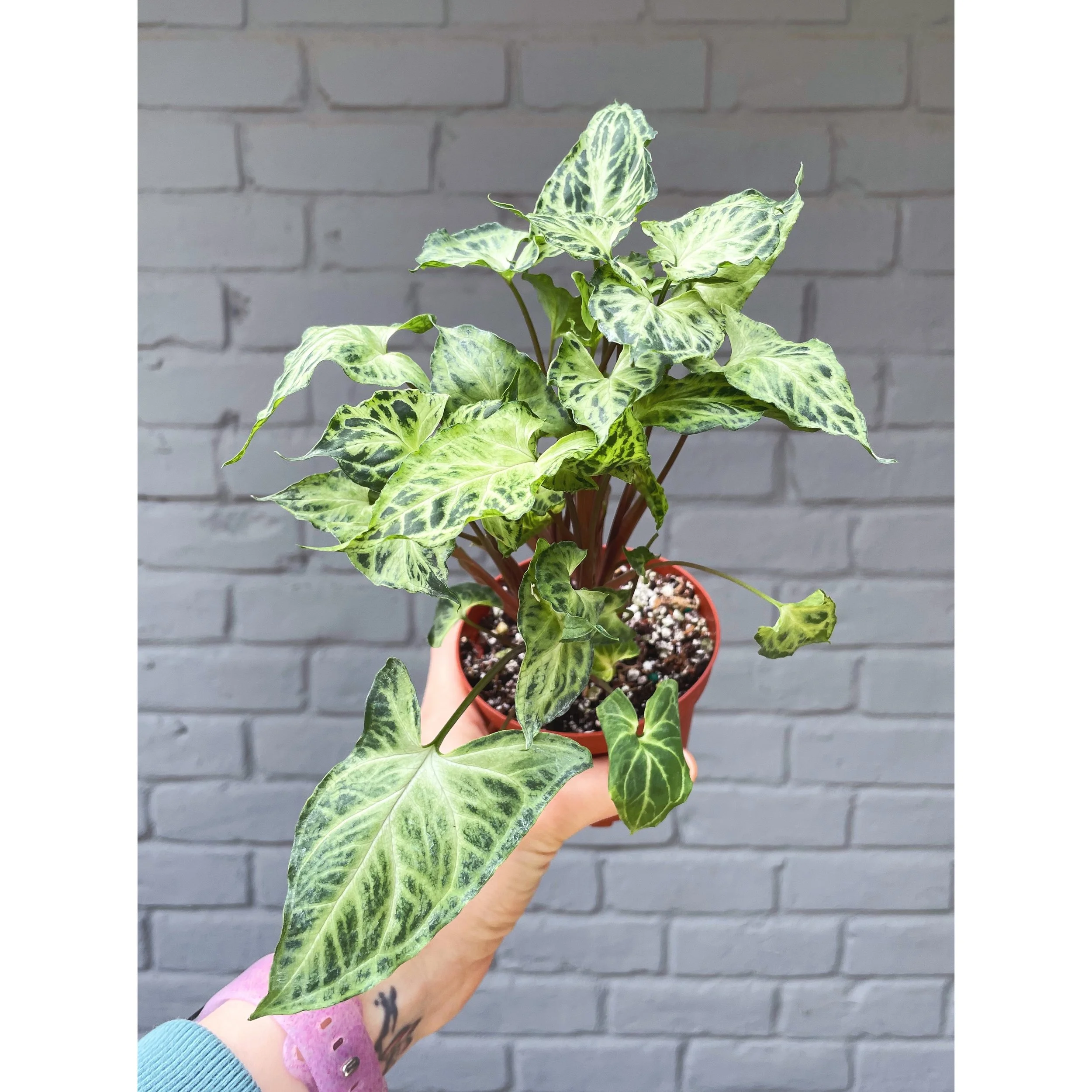 Syngonium Podophyllum Batik 4" — Stayin' Alive Succulents