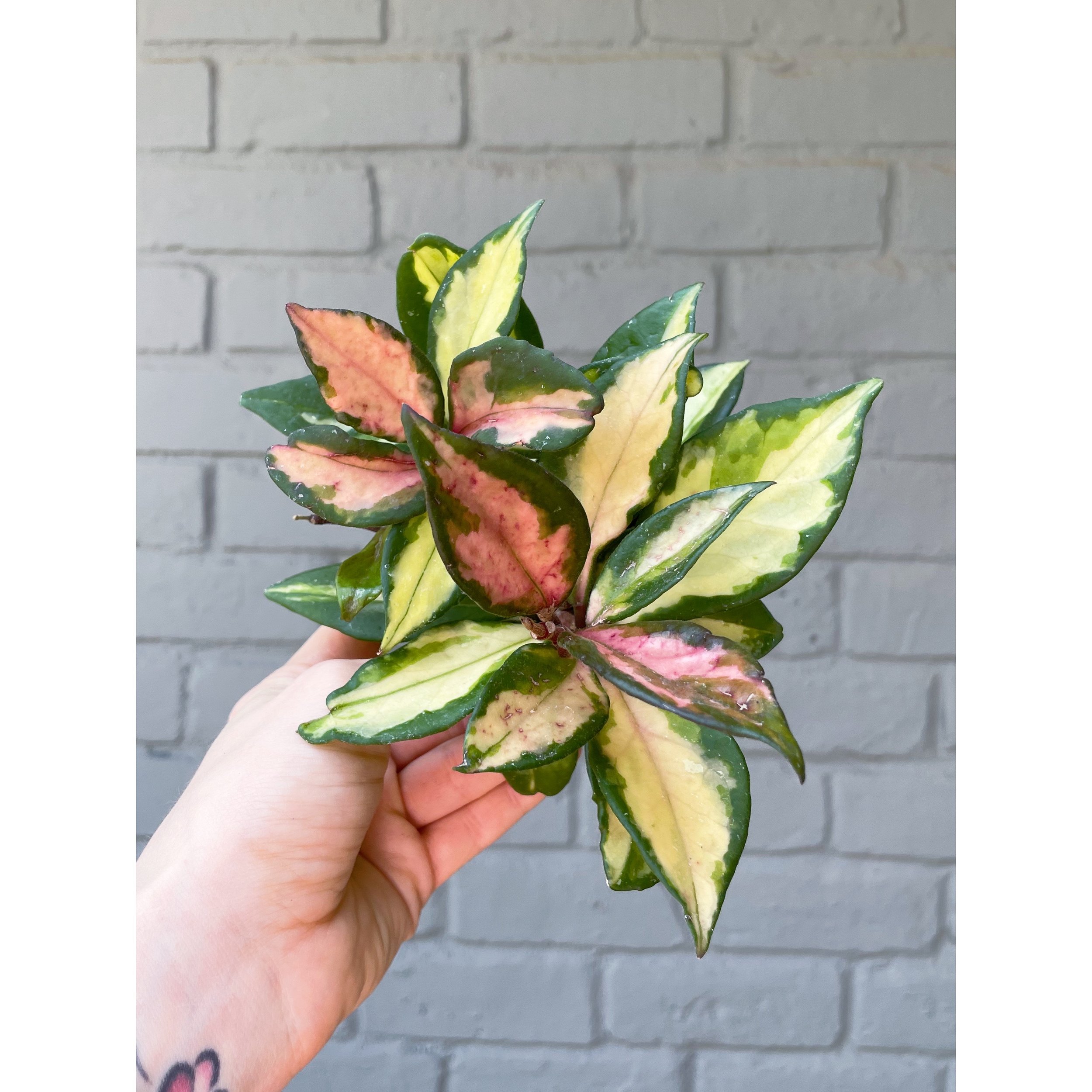 Hoya Carnosa Krimson Princess 4" — Stayin' Alive Succulents