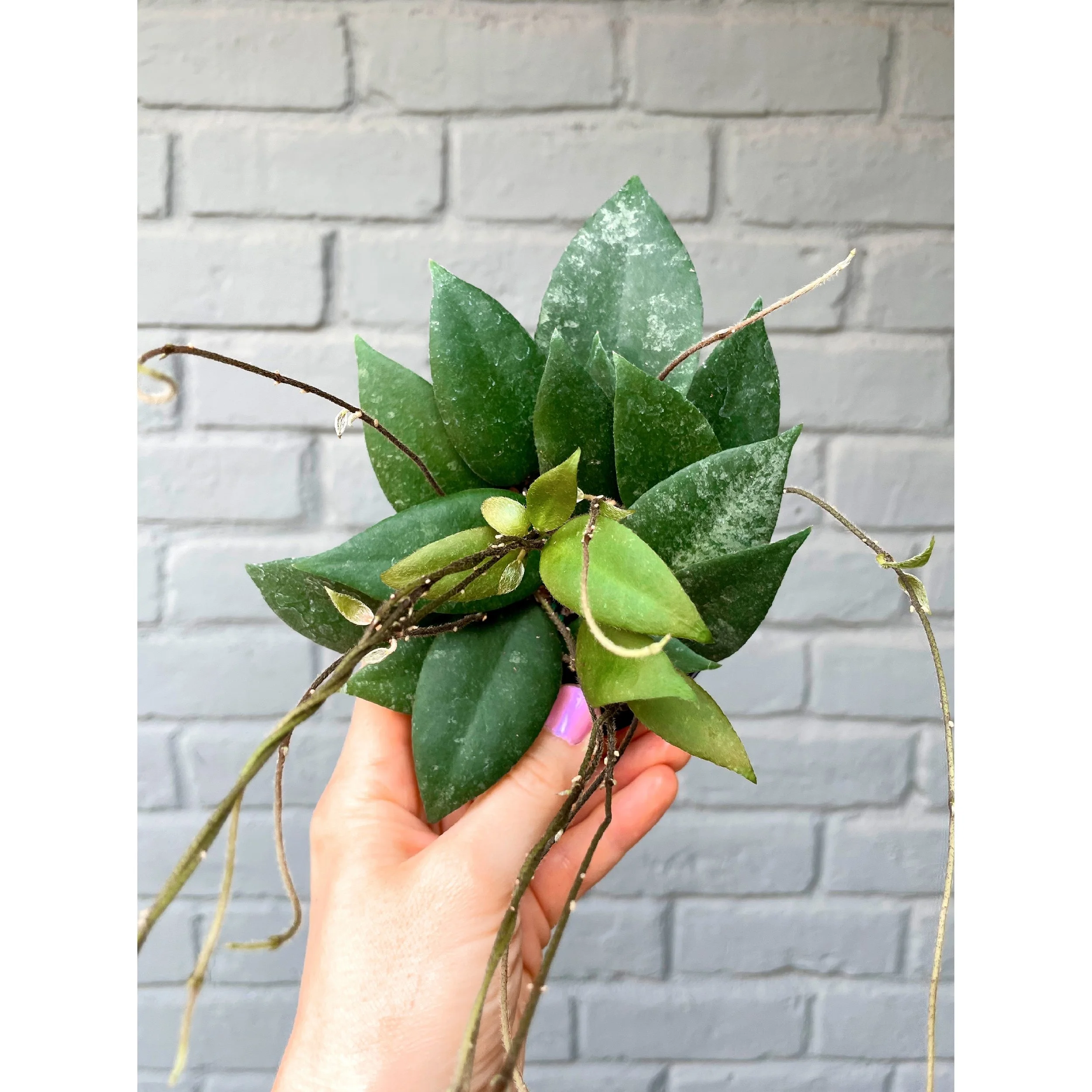 Aeschynanthus Bolero 'Bicolor Lipstick Plant' 4: — Stayin' Alive Succulents