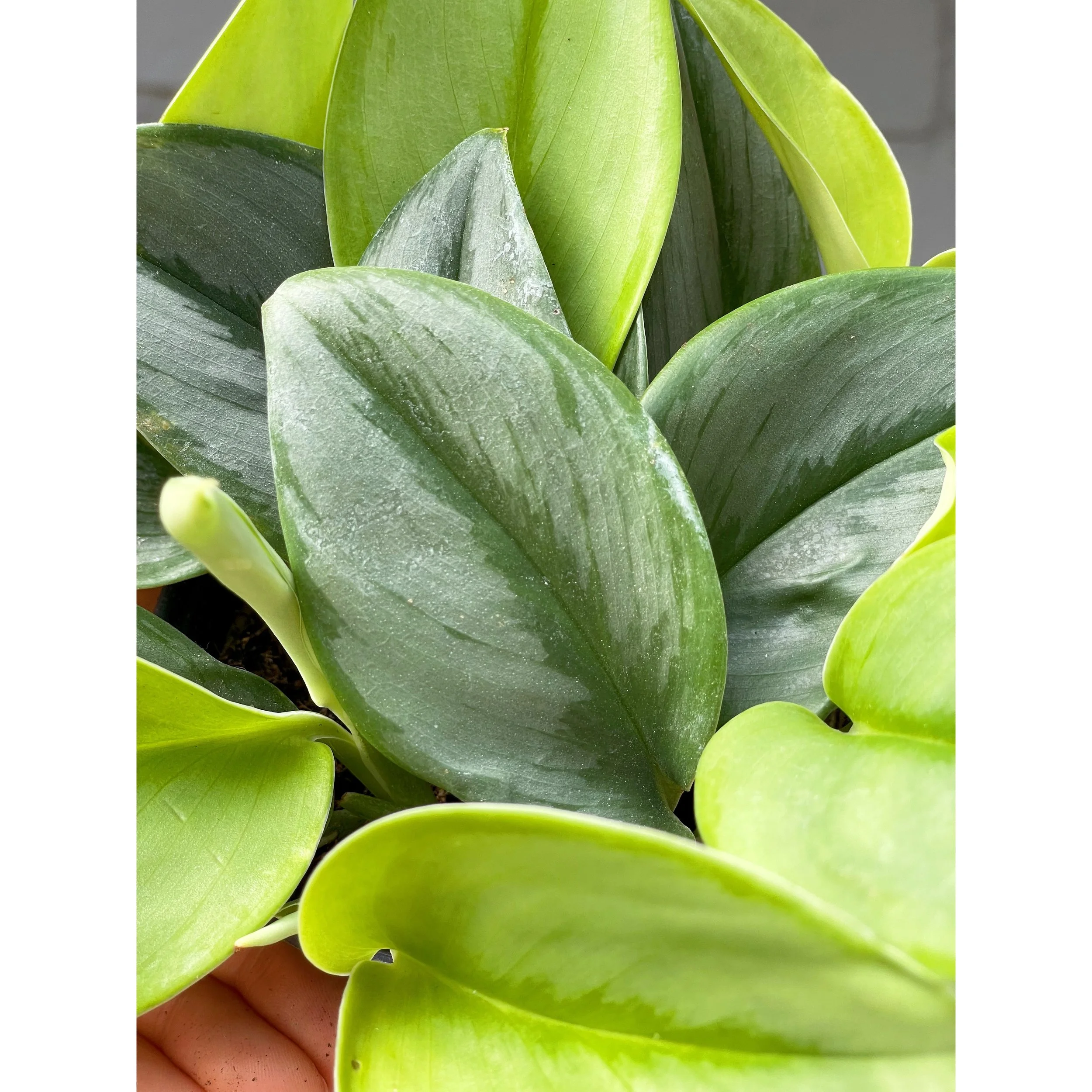 Scindapsus 'Treubii Dark Form' 4" — Stayin' Alive Succulents