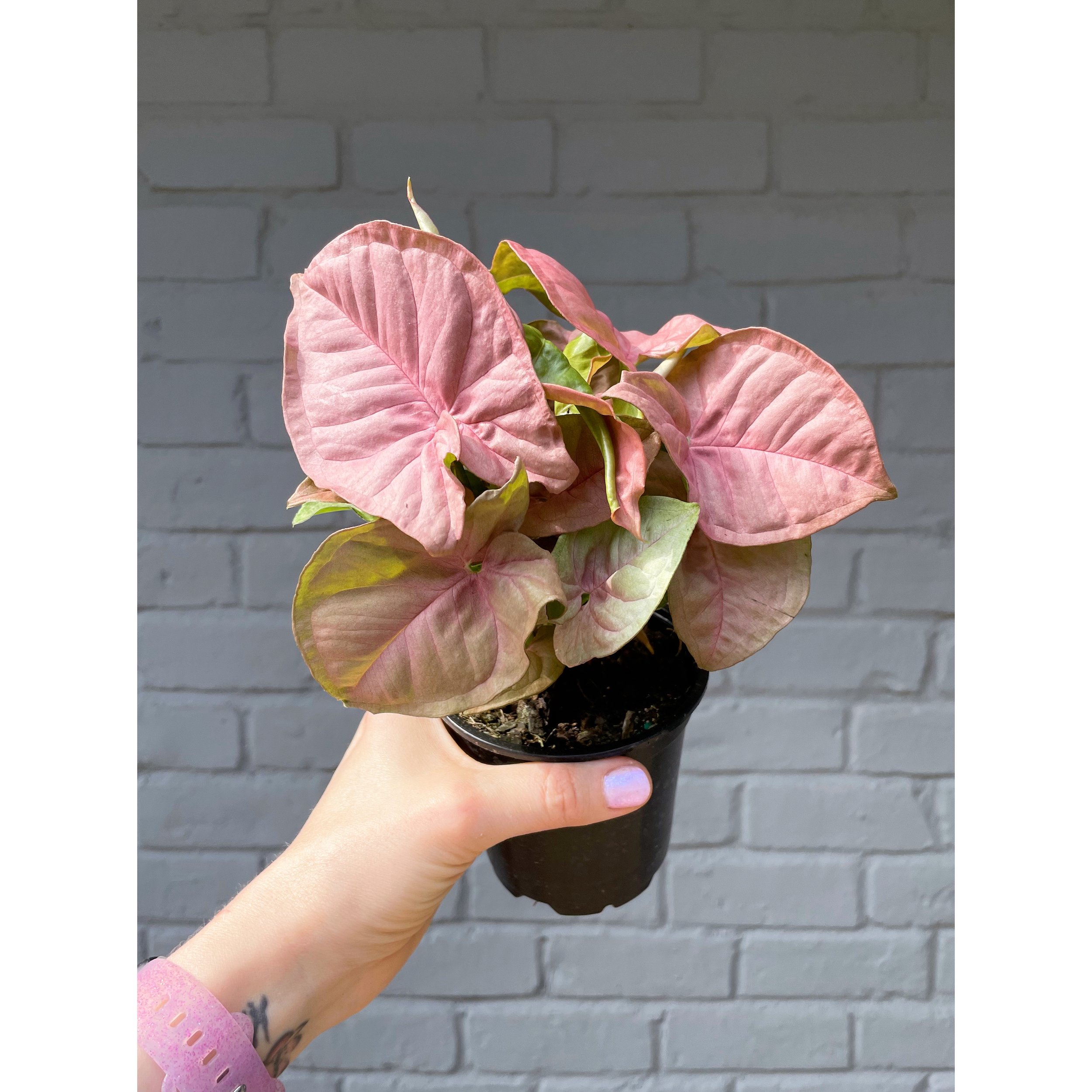 Syngonium Podophyllum 'Milk Confetti' 4" — Stayin' Alive Succulents