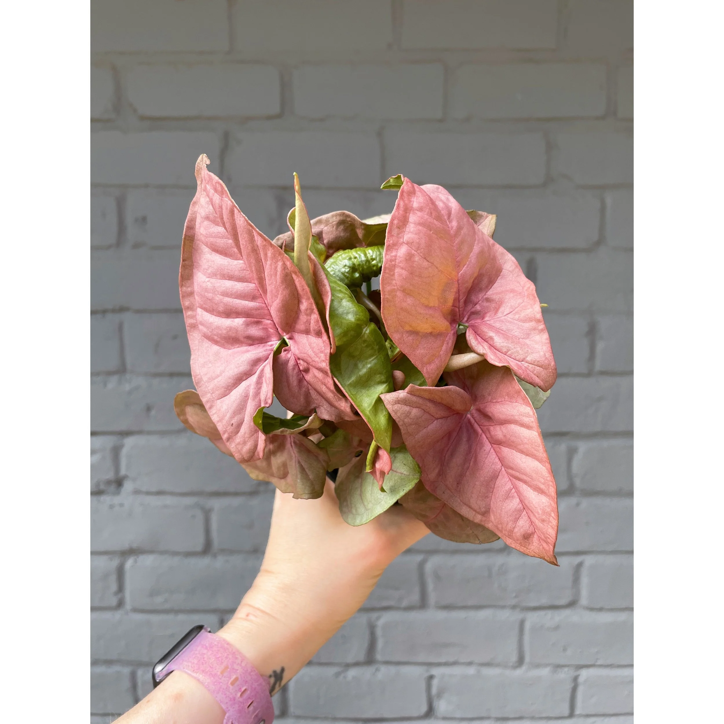 Syngonium ‘Pink Splash’ 4" — Stayin' Alive Succulents