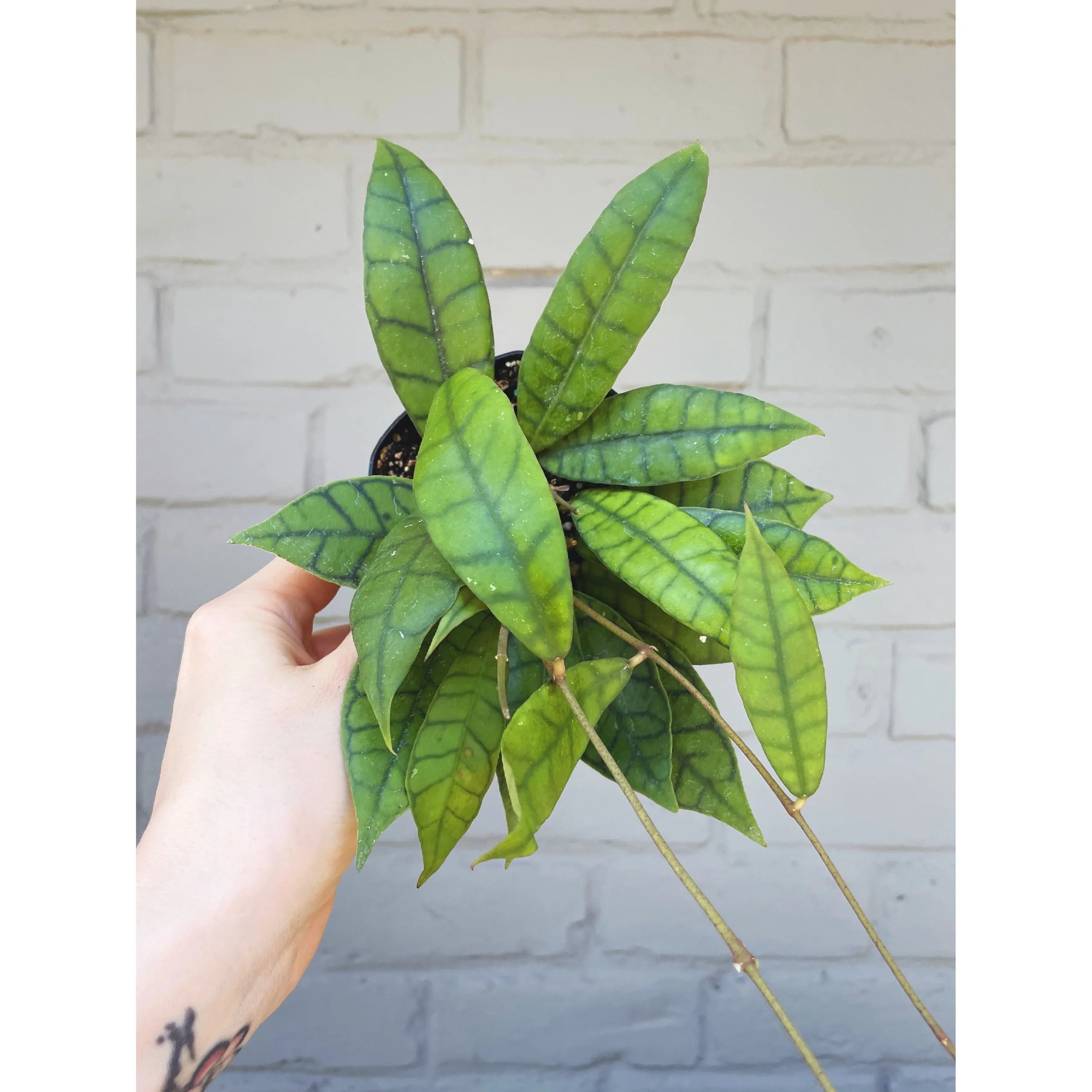 Hoya Callistophylla 4" — Stayin' Alive Succulents