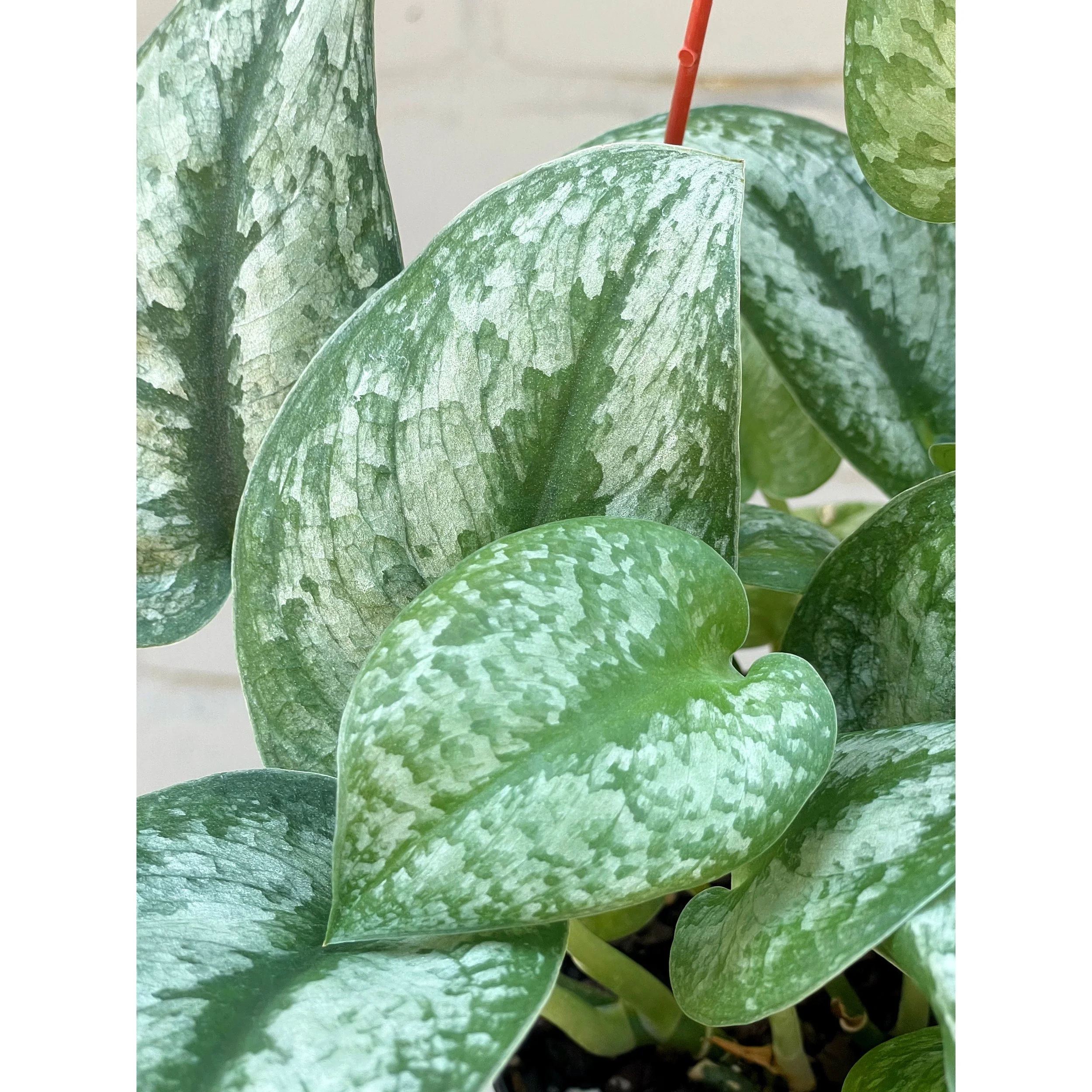 Scindapsus 'Silver Lady' 6" HB — Stayin' Alive Succulents