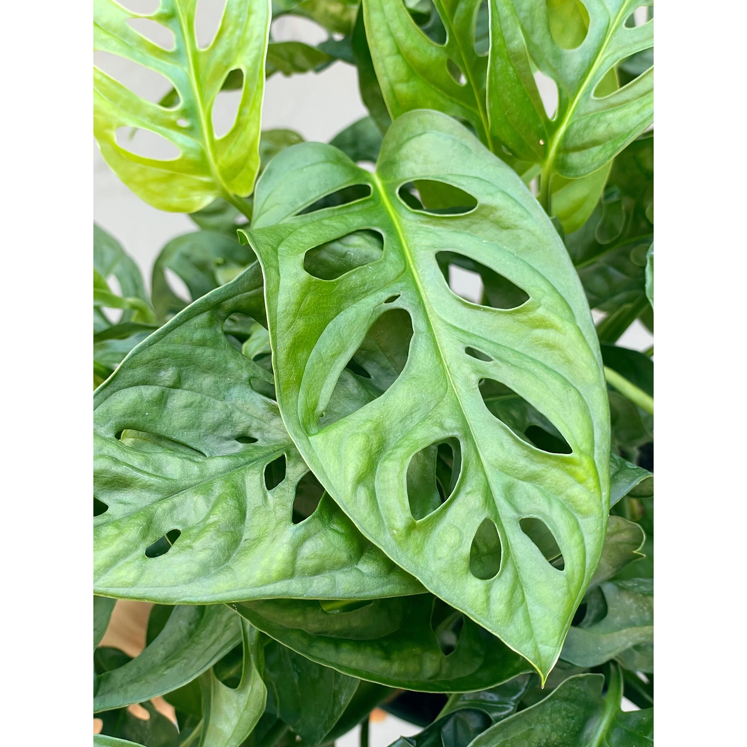Monstera Adansonii 'Swiss Cheese' 6" — Stayin' Alive Succulents