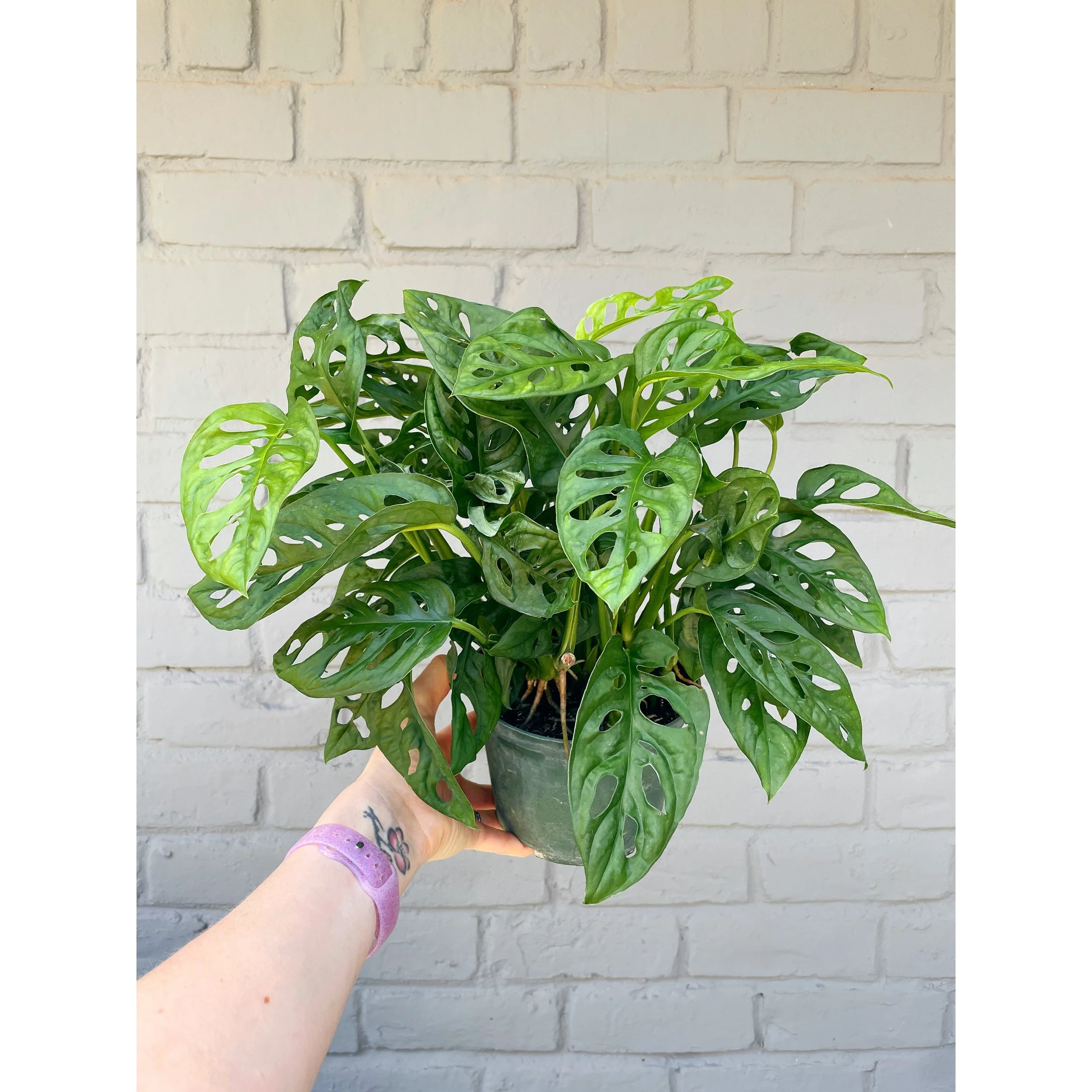 Monstera Adansonii 'Swiss Cheese' 6" — Stayin' Alive Succulents