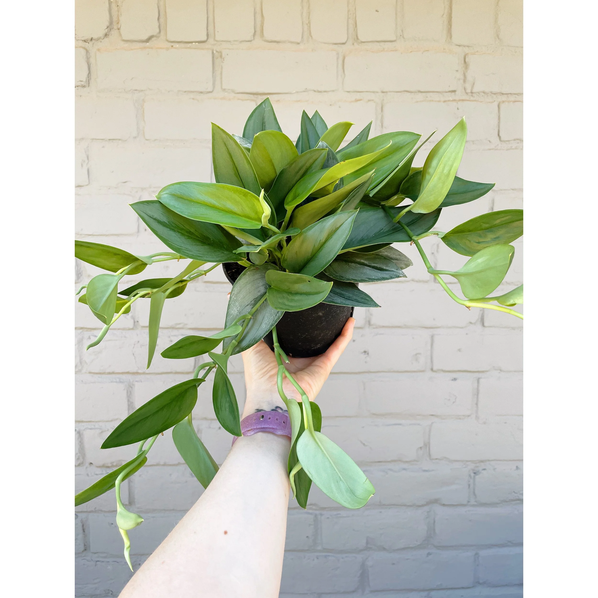 Scindapsus Treubii 'Moonlight' 6" Trailing — Stayin' Alive Succulents