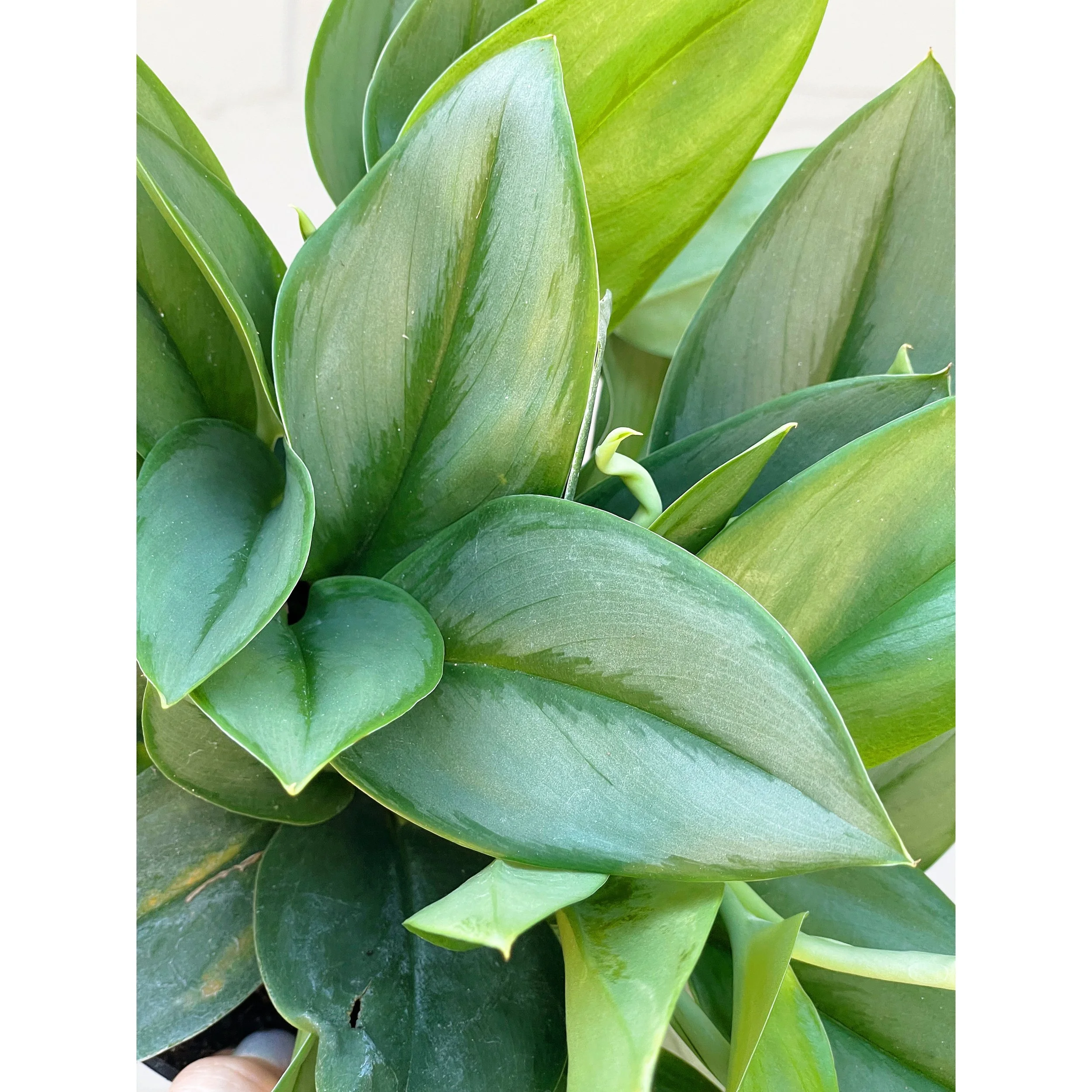 Scindapsus Treubii 'Moonlight' 6" Trailing — Stayin' Alive Succulents