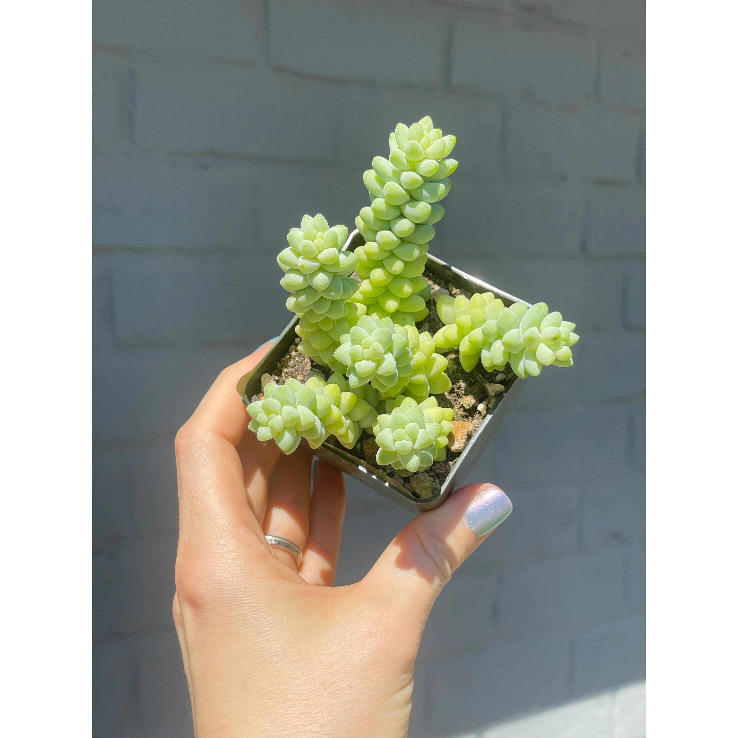 Sedum Morganianum ‘Donkey Tail’ 3" — Stayin' Alive Succulents