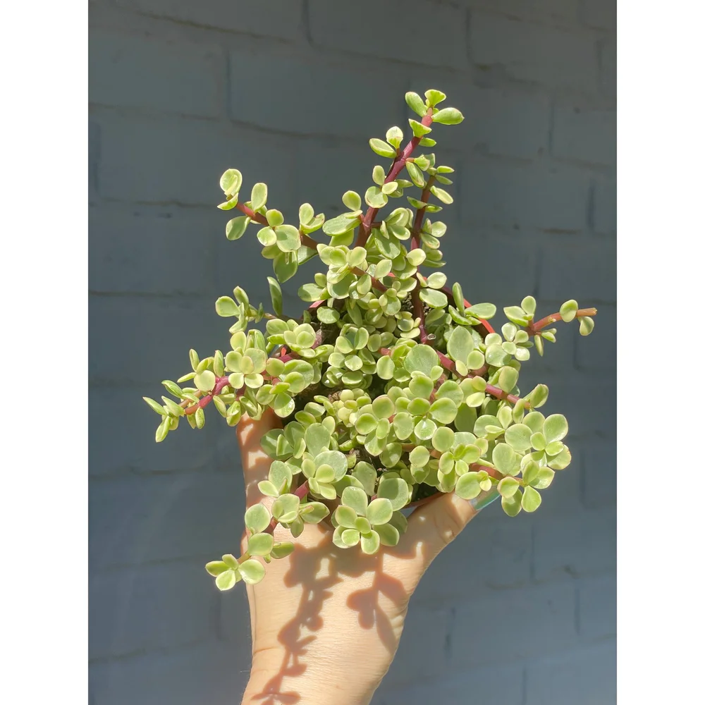 Portulacaria Afra Variegata Care