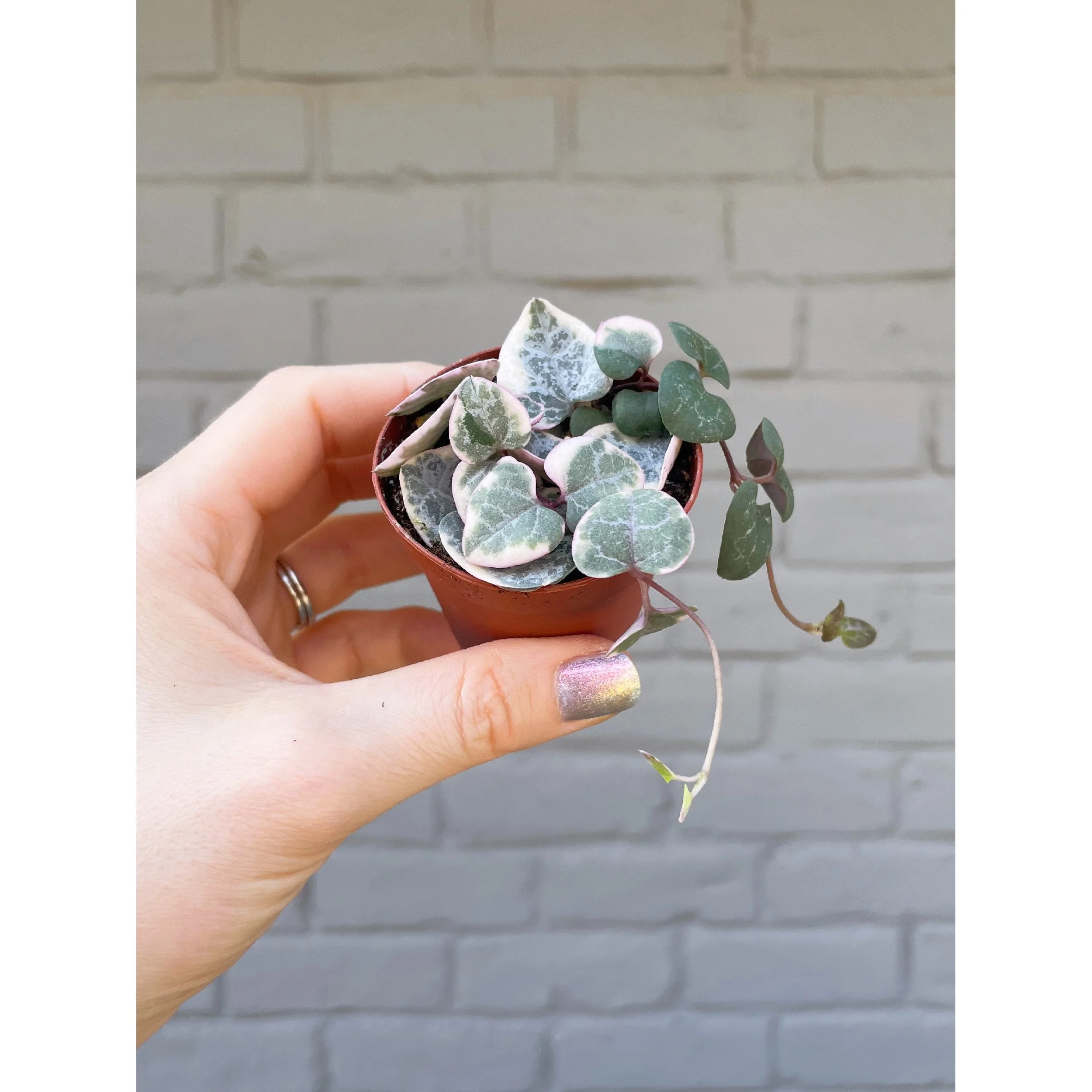 Ceropegia Woodii Variegated String of Hearts 2” — Stayin' Alive Succulents