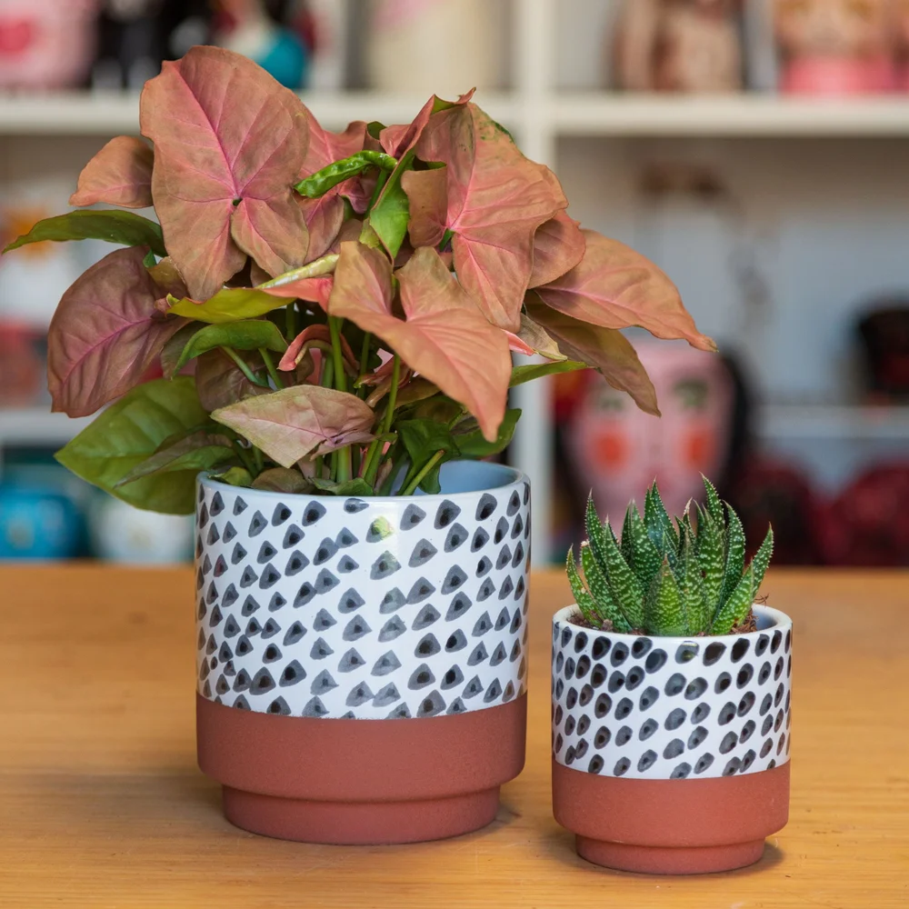 Silver Disco Ball Hanging Planters - 3 sizes! — Stayin' Alive Succulents