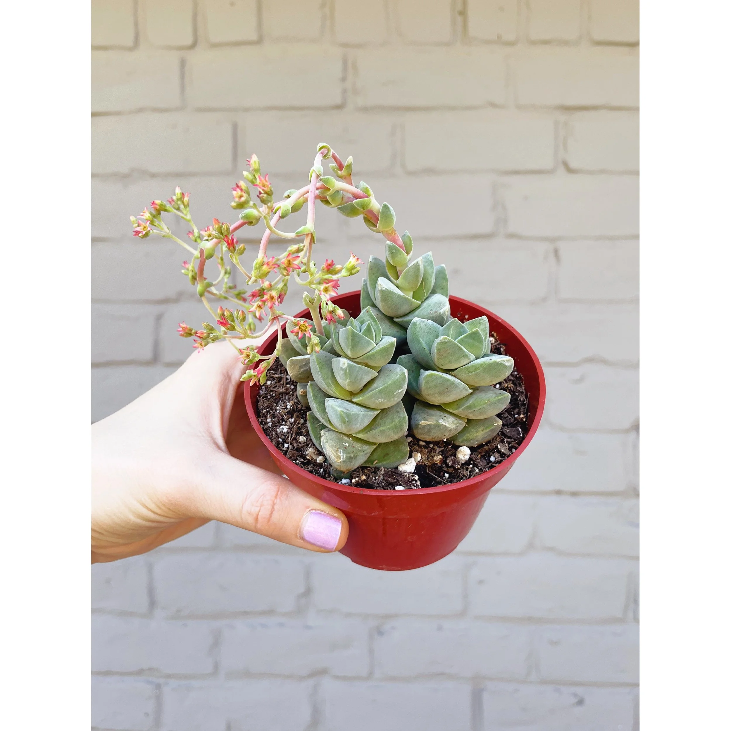 Crassula 'Moonglow' 4" — Stayin' Alive Succulents