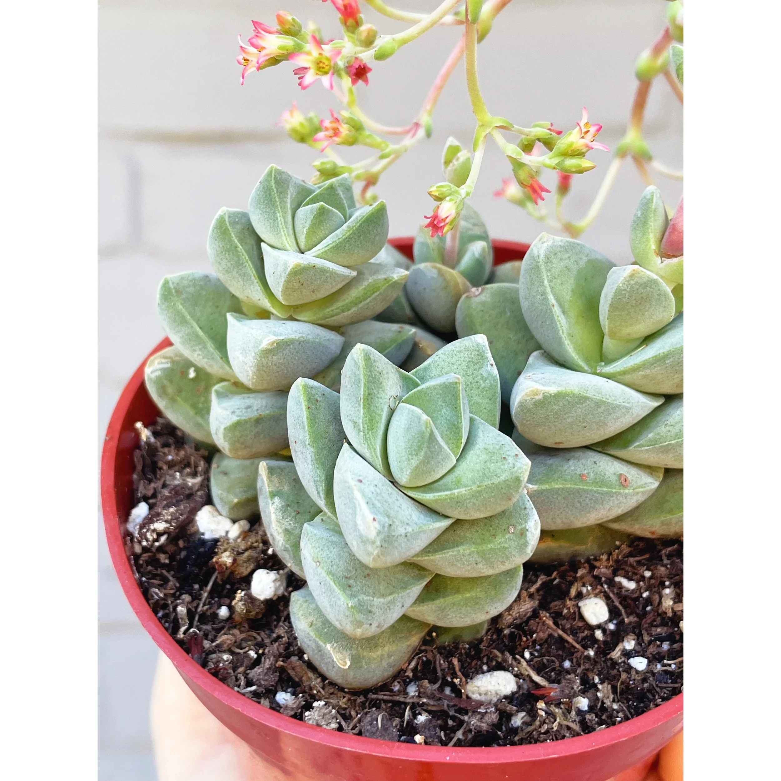 Crassula 'Moonglow' 4" — Stayin' Alive Succulents