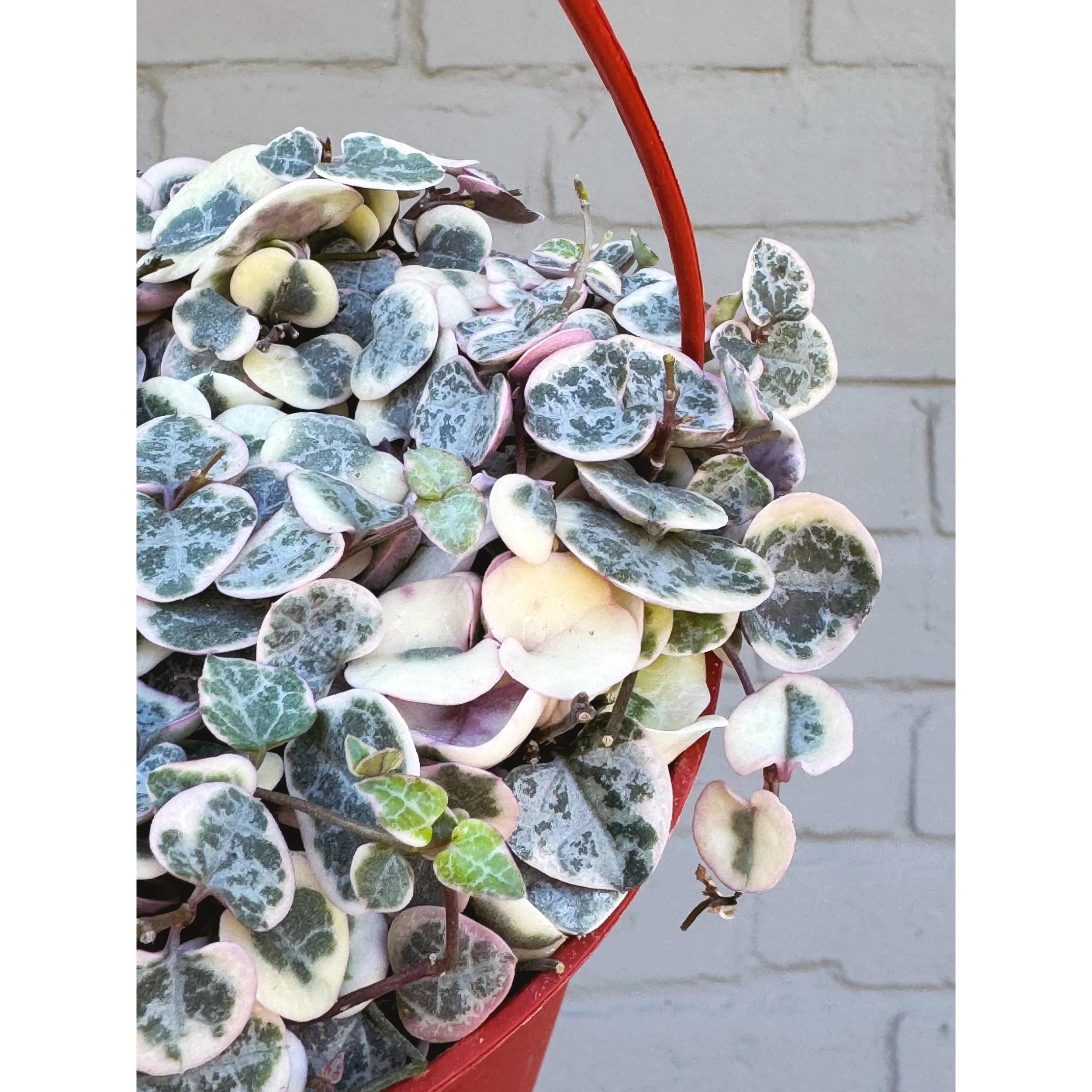 Ceropegia Woodii 'String of Arrows' 2" — Stayin' Alive Succulents