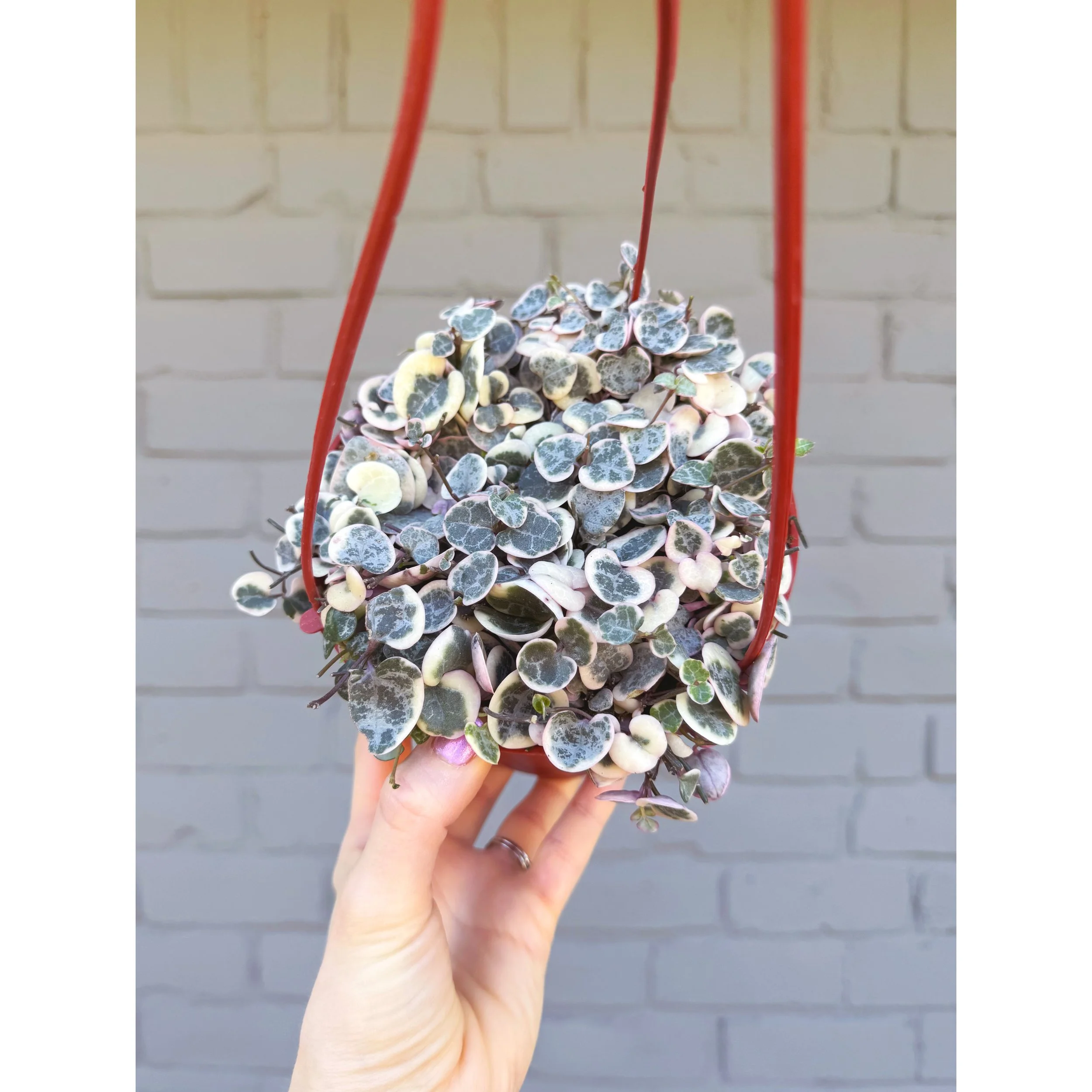 Ceropegia Woodii 'Silver Glory' String of Hearts 2" — Stayin' Alive ...