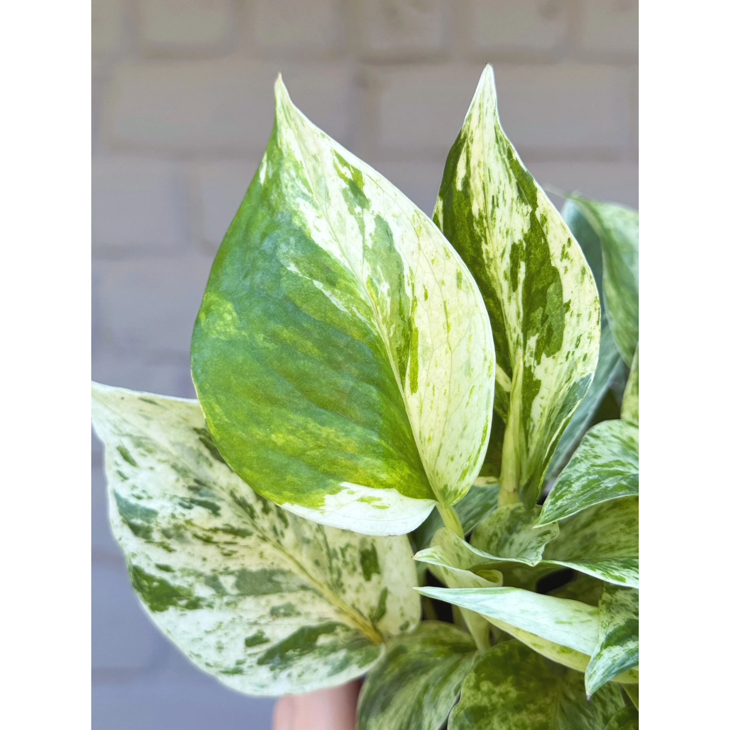 Houseplants — Stayin' Alive Succulents
