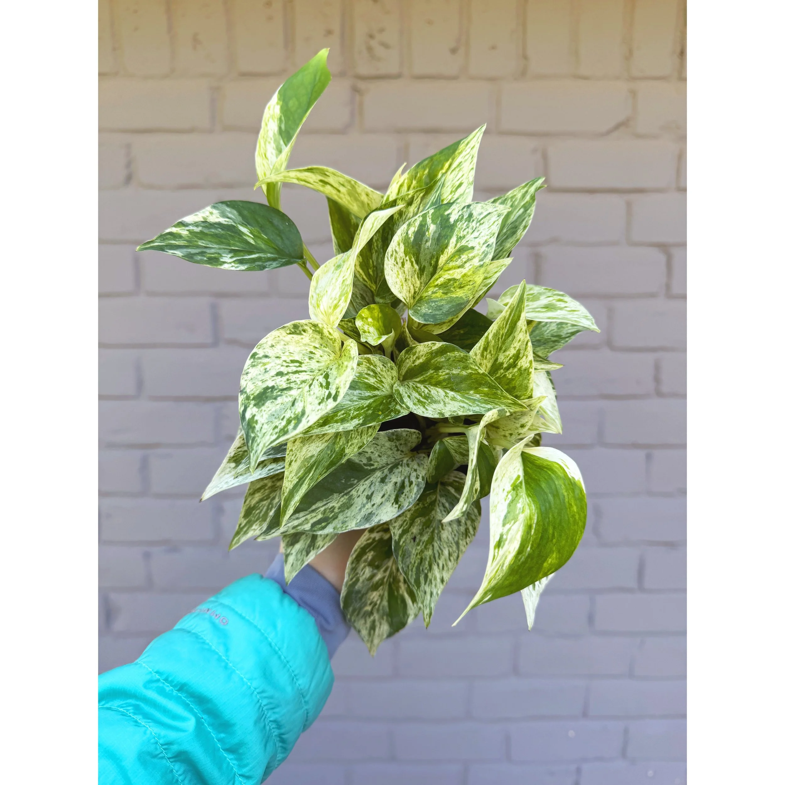 Marble Queen Pothos 4" — Stayin' Alive Succulents