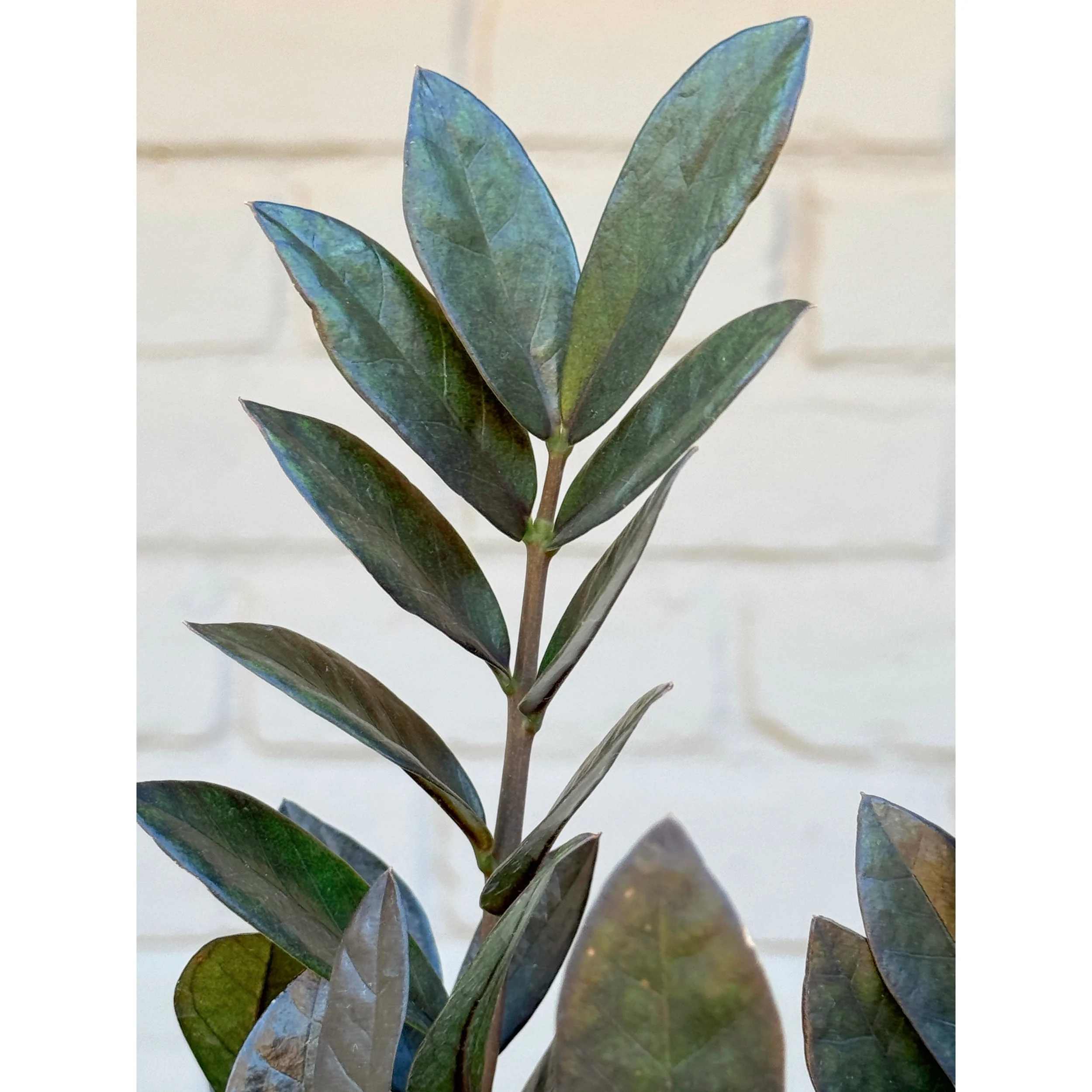 Houseplants — Stayin' Alive Succulents